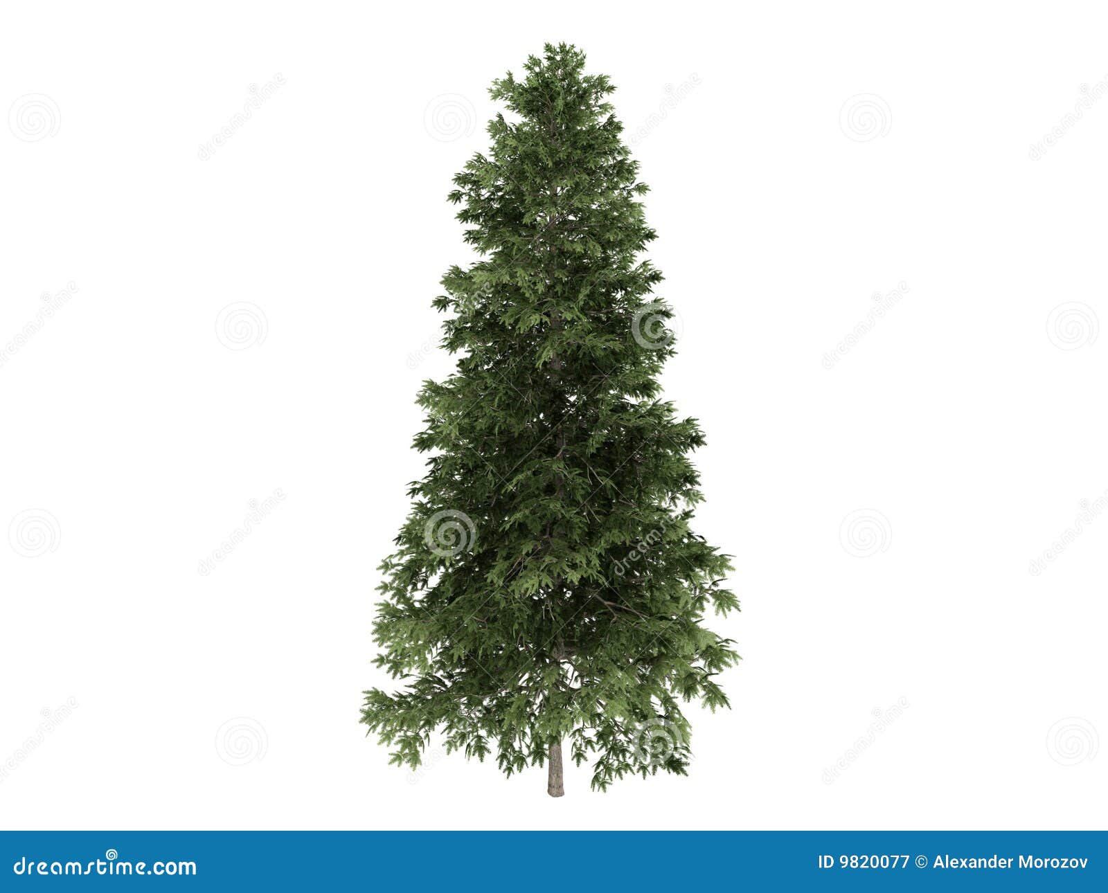 Picea Abies Stock Illustrations – 105 Picea Abies Stock Illustrations ...