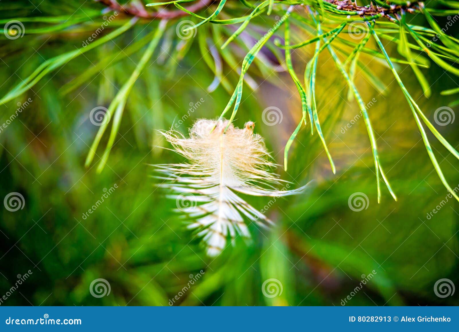 Spruce Pine Branch with Trapped Feather Stock Image - Image of green ...