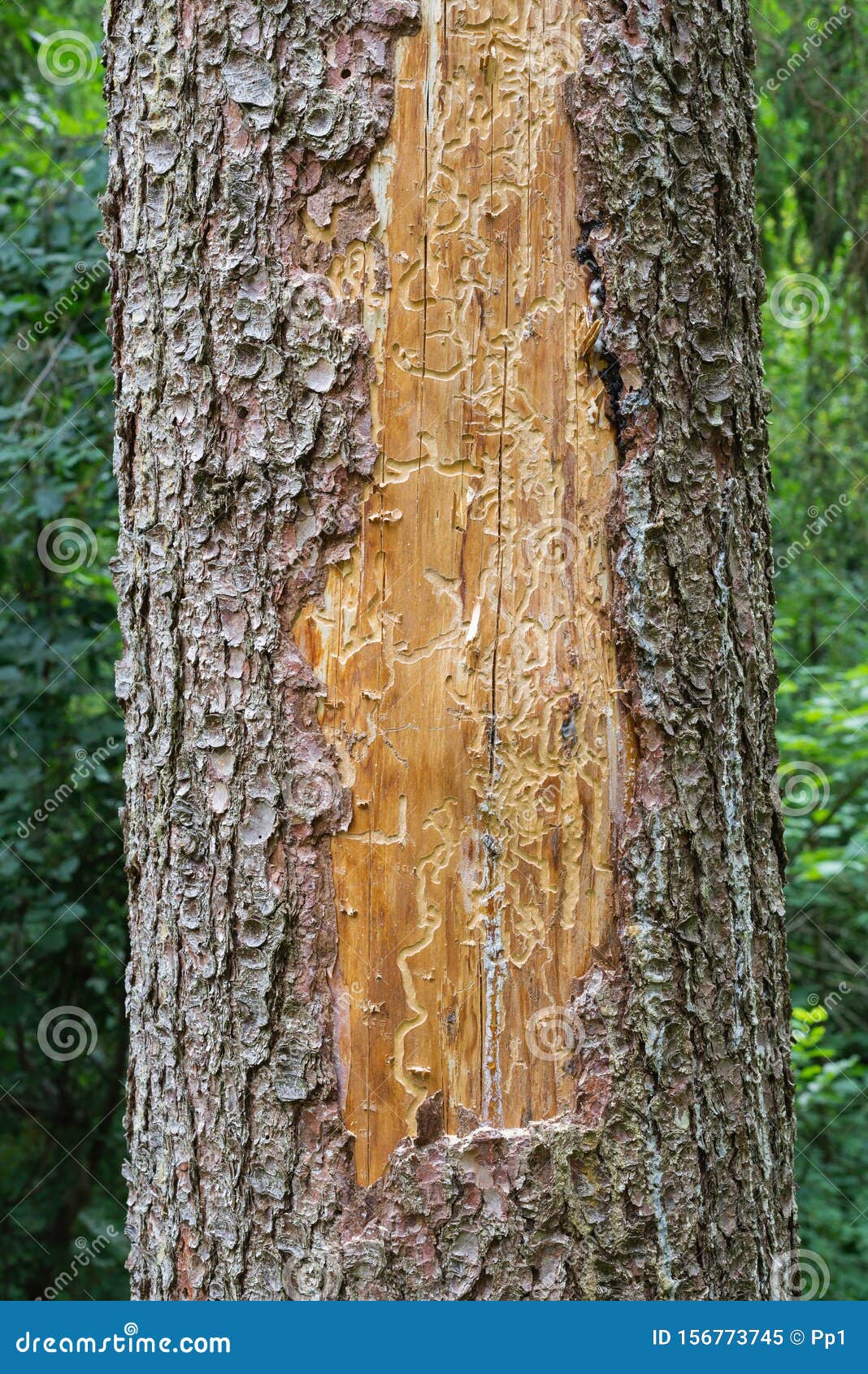 Spruce Pine Tree Bark Beetle Infection Bark Close-up Stock Image ...
