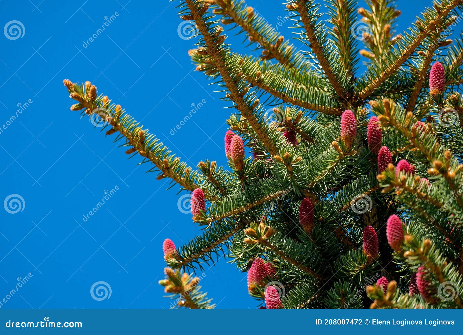 Spruce with Pink Cones in Spring. Coniferous Tree on a Blue Background ...