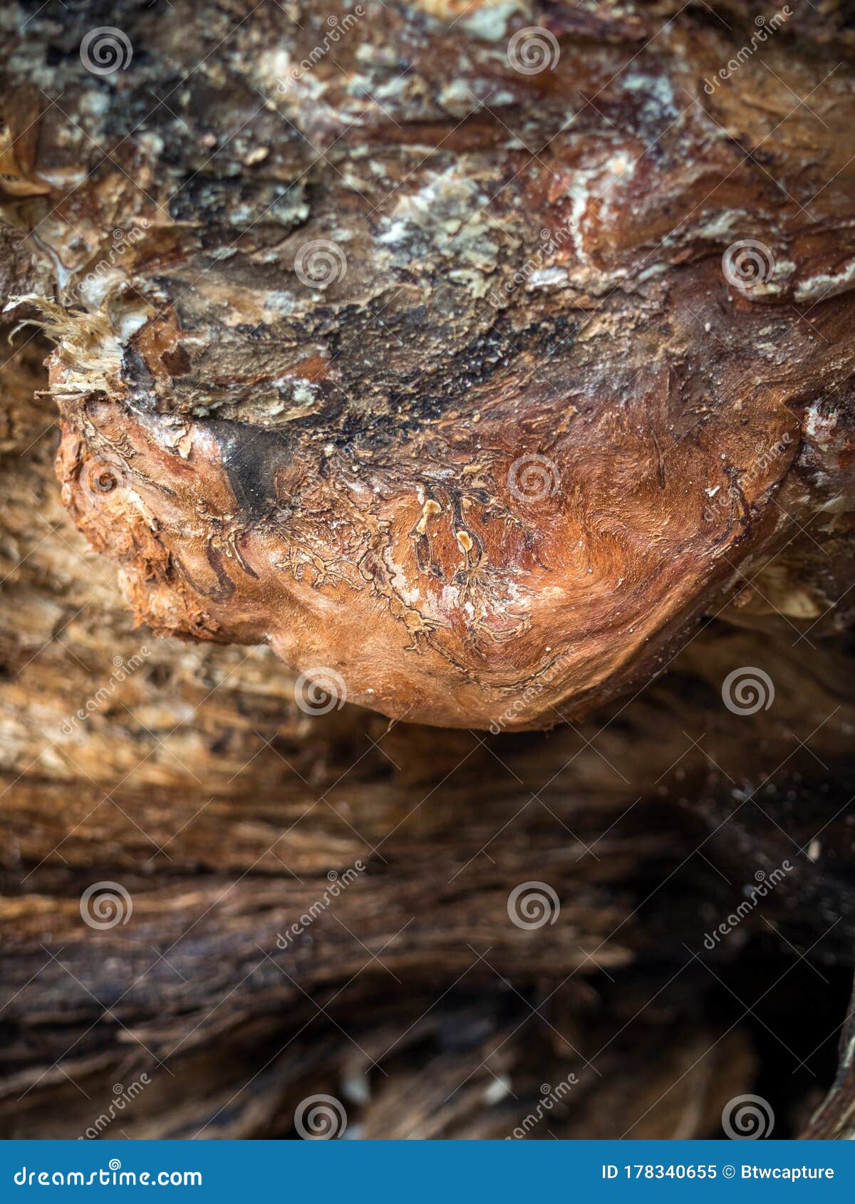 Spruce root wood stock image. Image of forest, environmental - 178340655