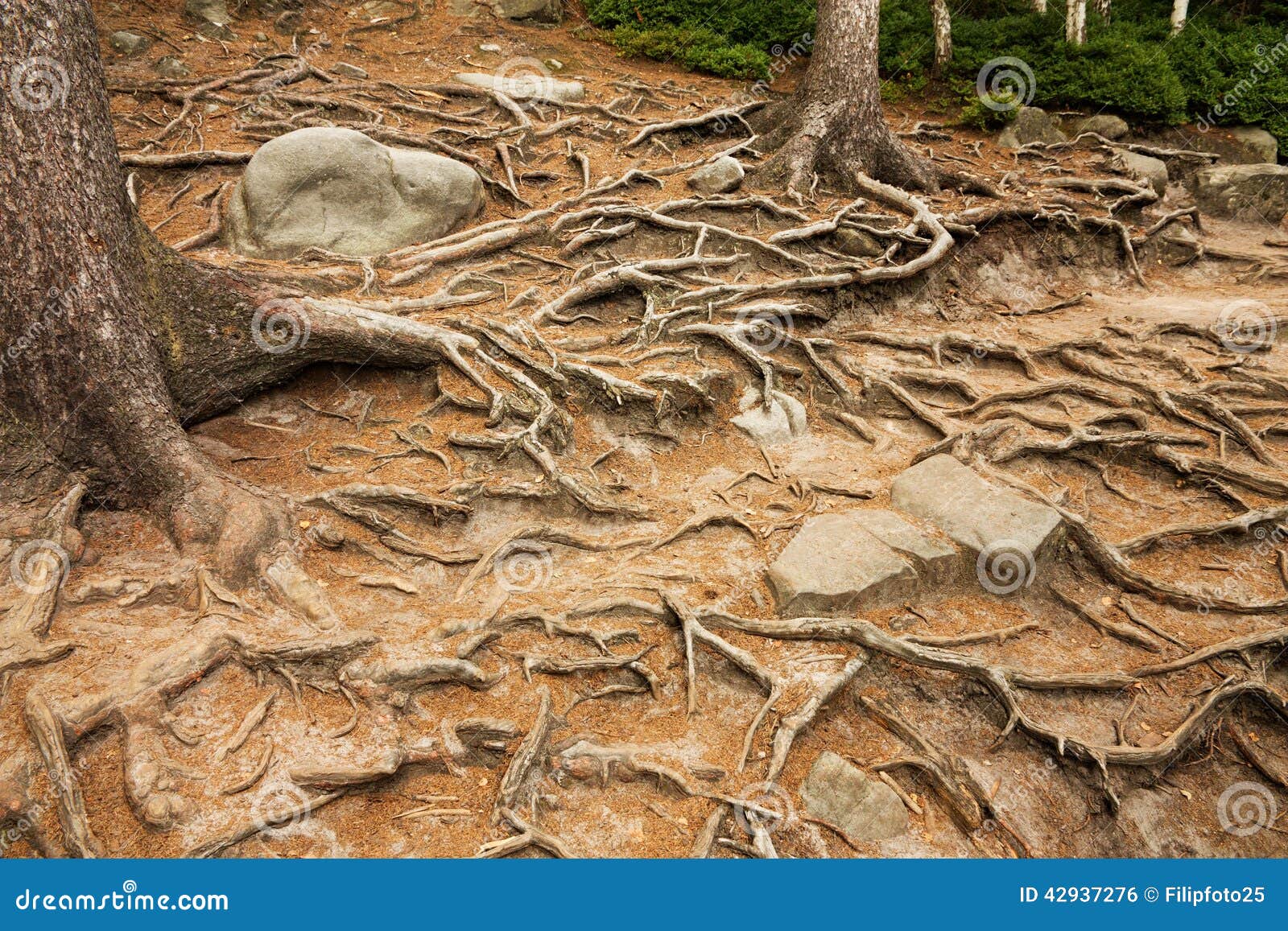 Spruce roots stock photo. Image of ground, growth, coniferous - 42937276