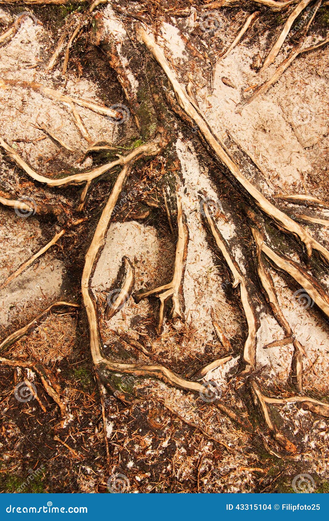 Spruce roots stock photo. Image of park, ground, forest - 43315104