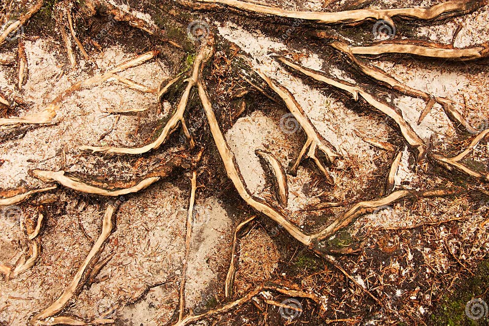 Spruce roots stock image. Image of closeup, life, growth - 43315111