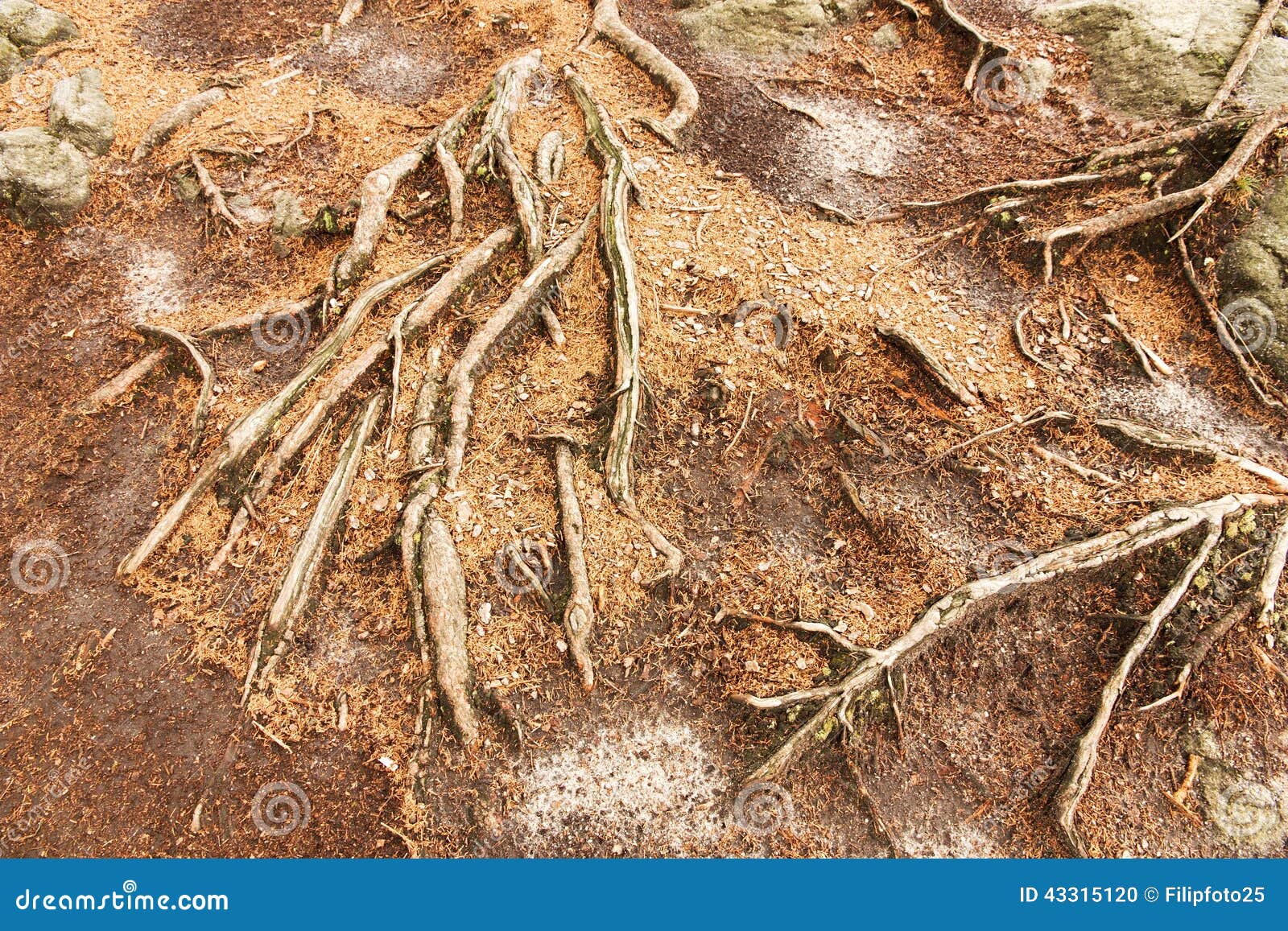Spruce roots stock photo. Image of ecology, organic, amazing - 43315120