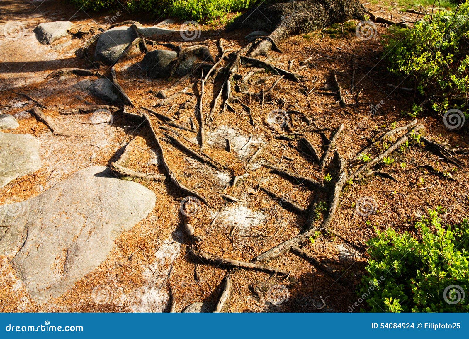 Spruce roots stock photo. Image of design, amazing, mature - 54084924