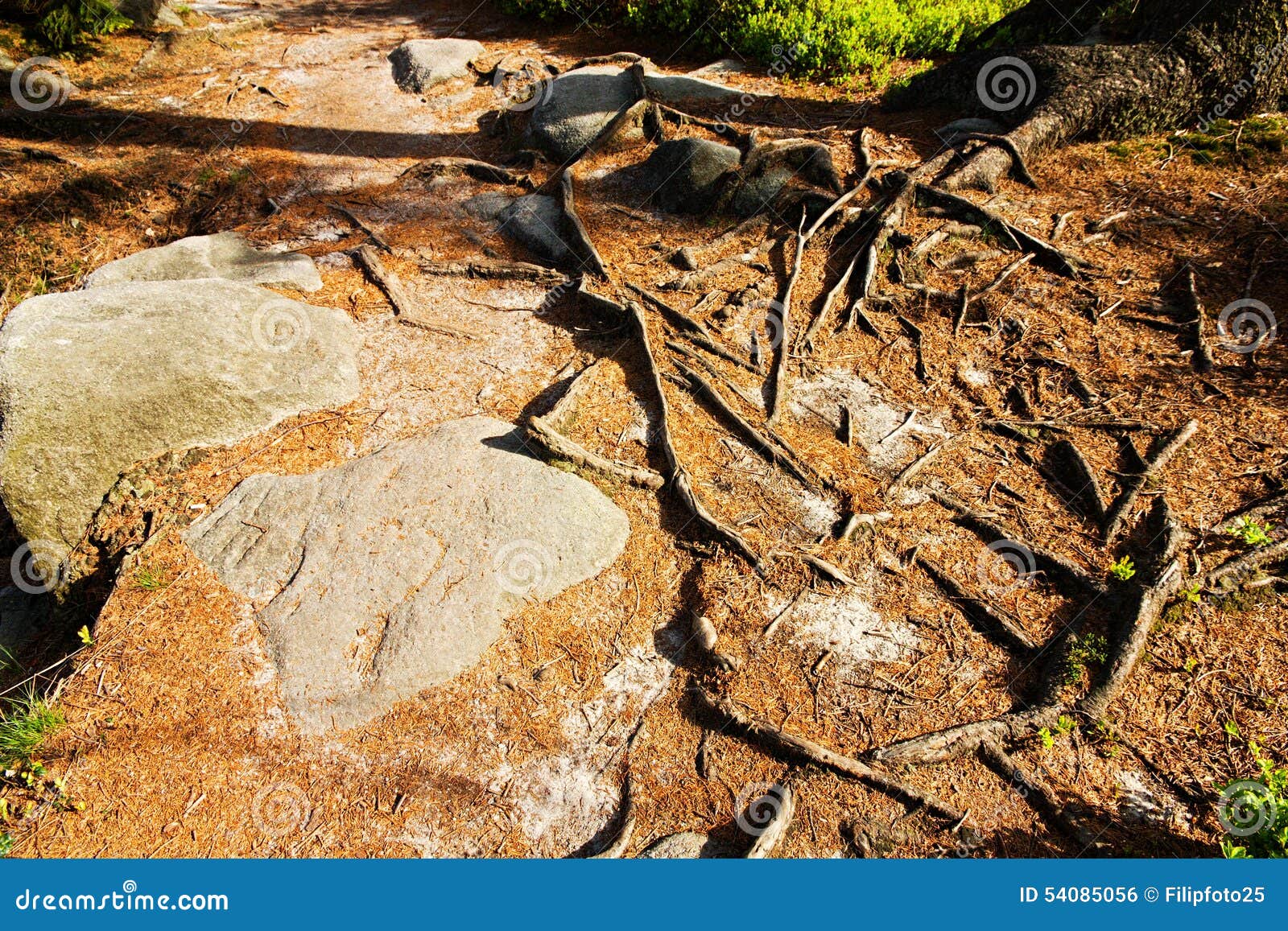 Spruce roots stock photo. Image of focus, growth, branch - 54085056
