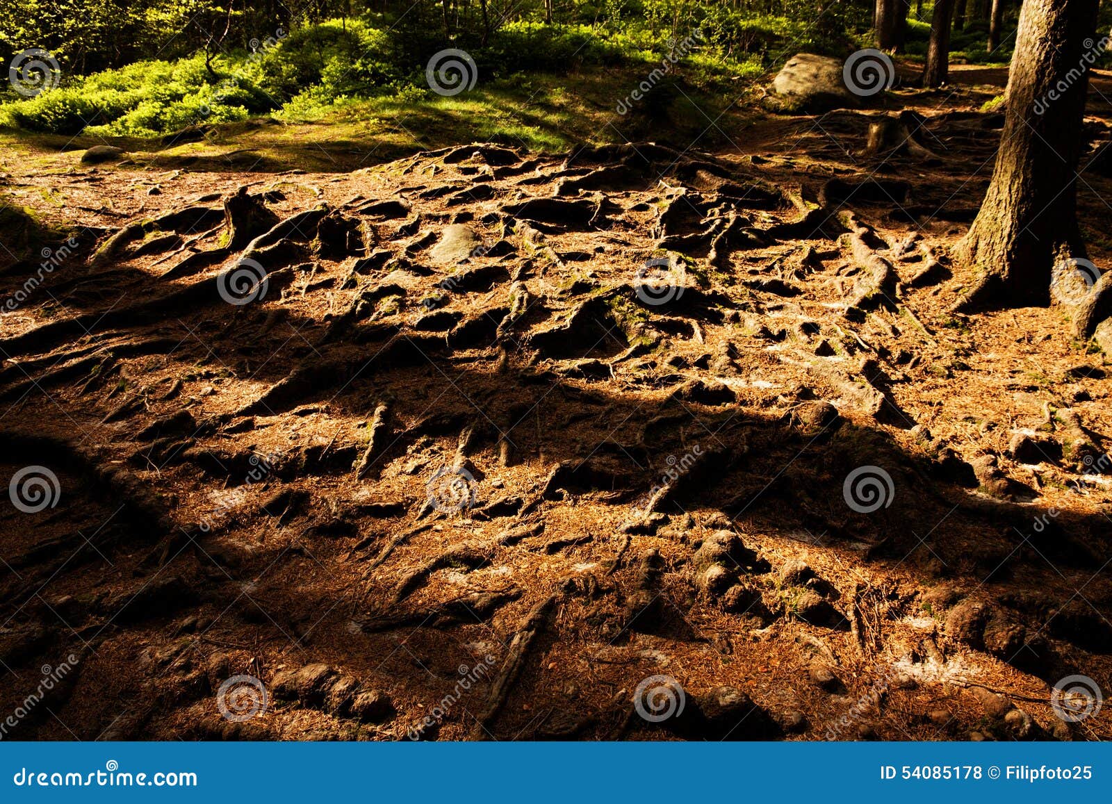 Spruce roots stock photo. Image of growth, environment - 54085178