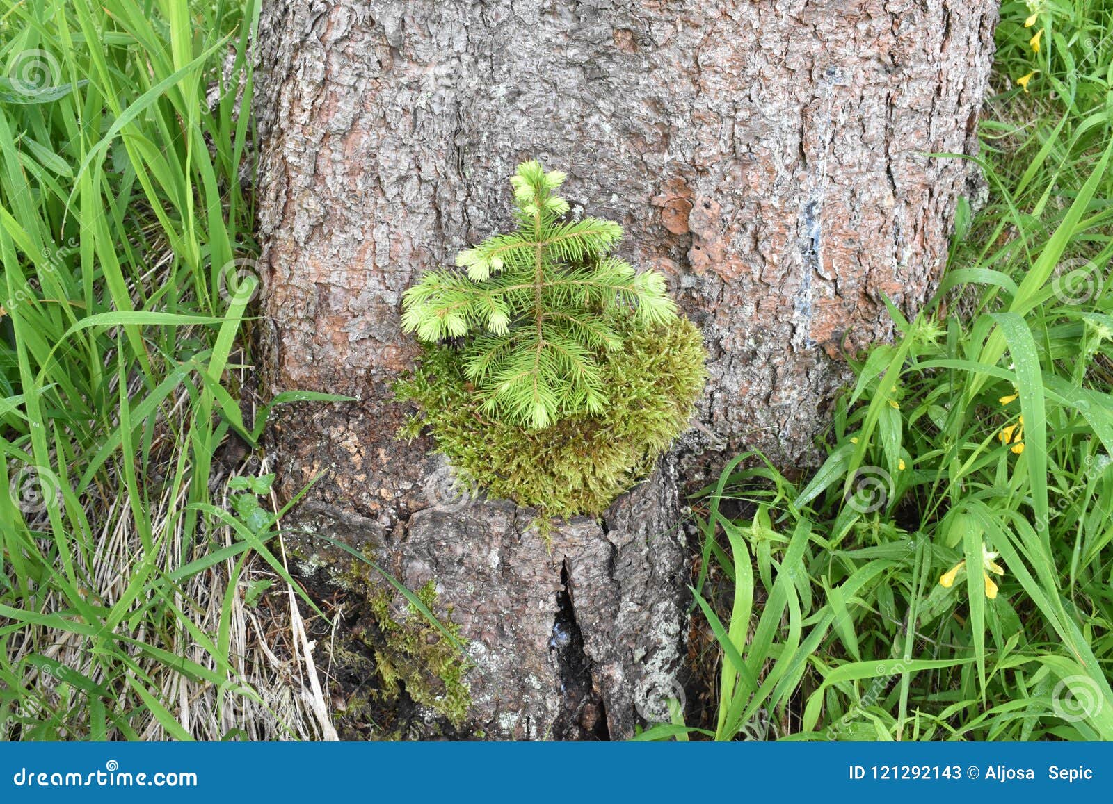 The Spruce Sapling Growing Out of the Stump Stock Image - Image of ...