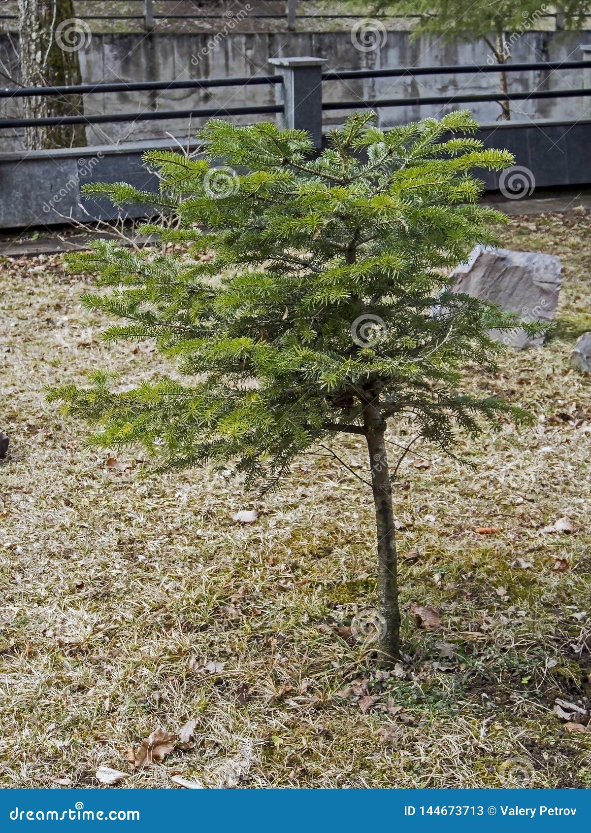 Spruce Sapling in the Vicinity of Borjomi Park Stock Image - Image of ...