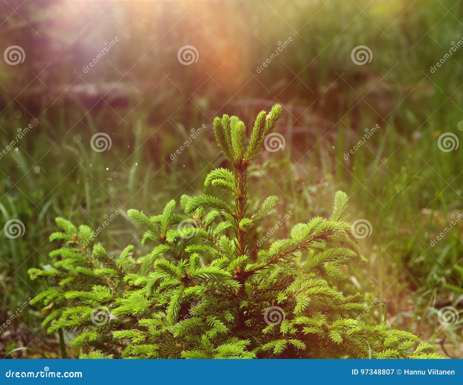 Spruce Seedling Growing in Forest Ground Stock Image - Image of ...