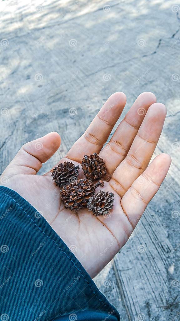 Spruce seeds on my hand stock photo. Image of limb, organ - 273853906