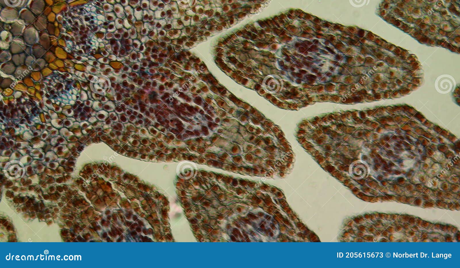 Spruce Shoot Tip with Needles Stock Video - Video of movement, pattern ...