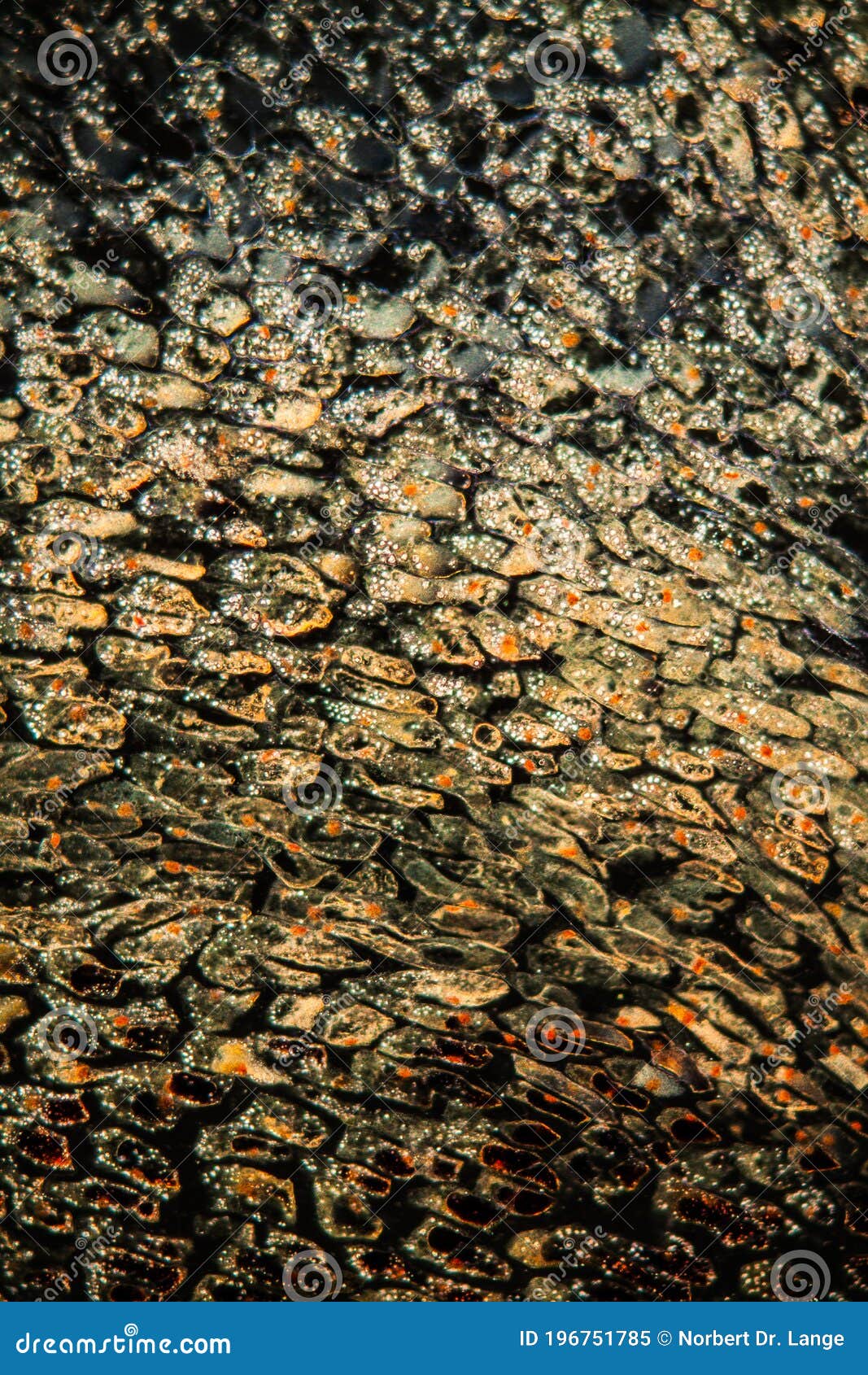 Spruce shoot tissue u stock image. Image of cells, microscopy - 196751785