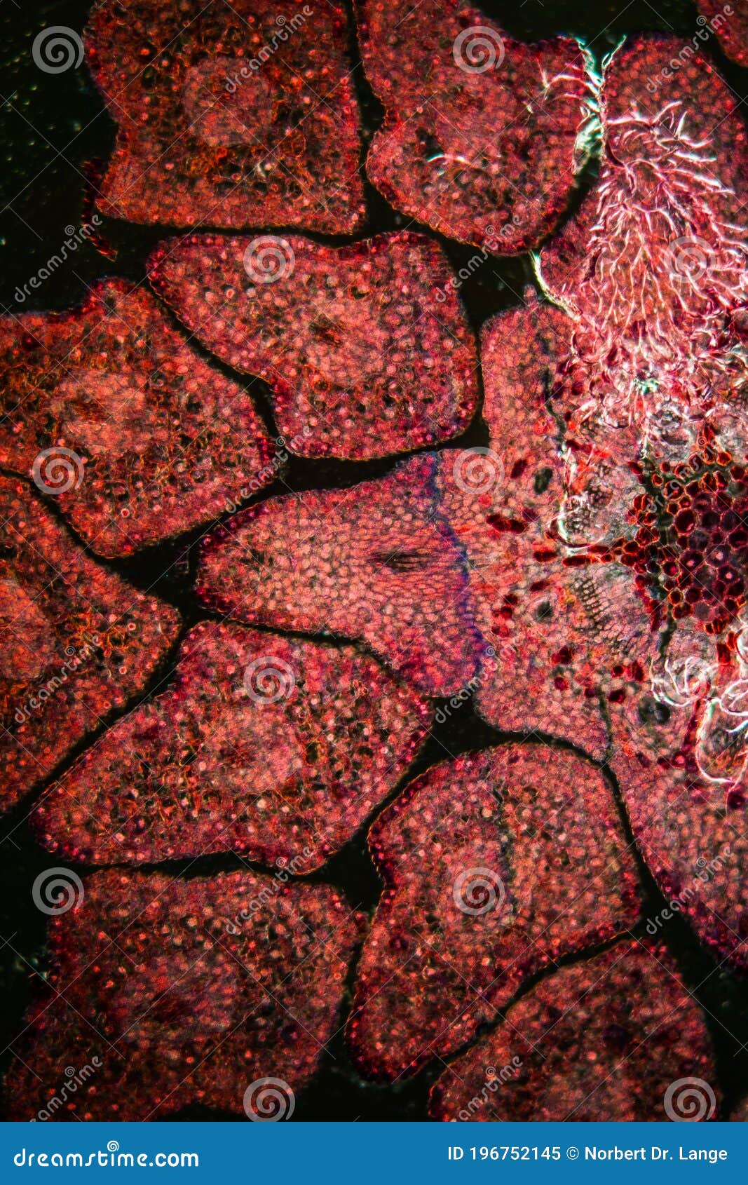 Spruce Shoots in Cross Section Stock Image - Image of magnification ...