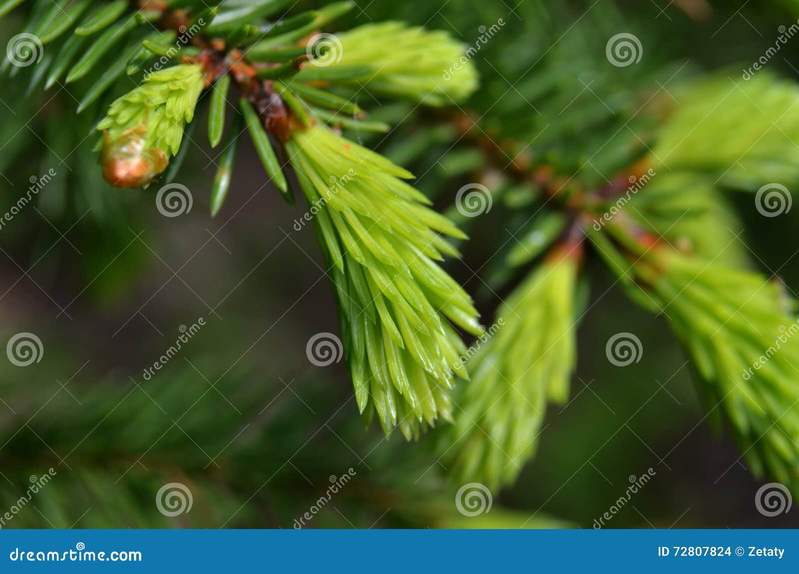 Spruce shoots stock photo. Image of calm, daylight, forest - 72807824