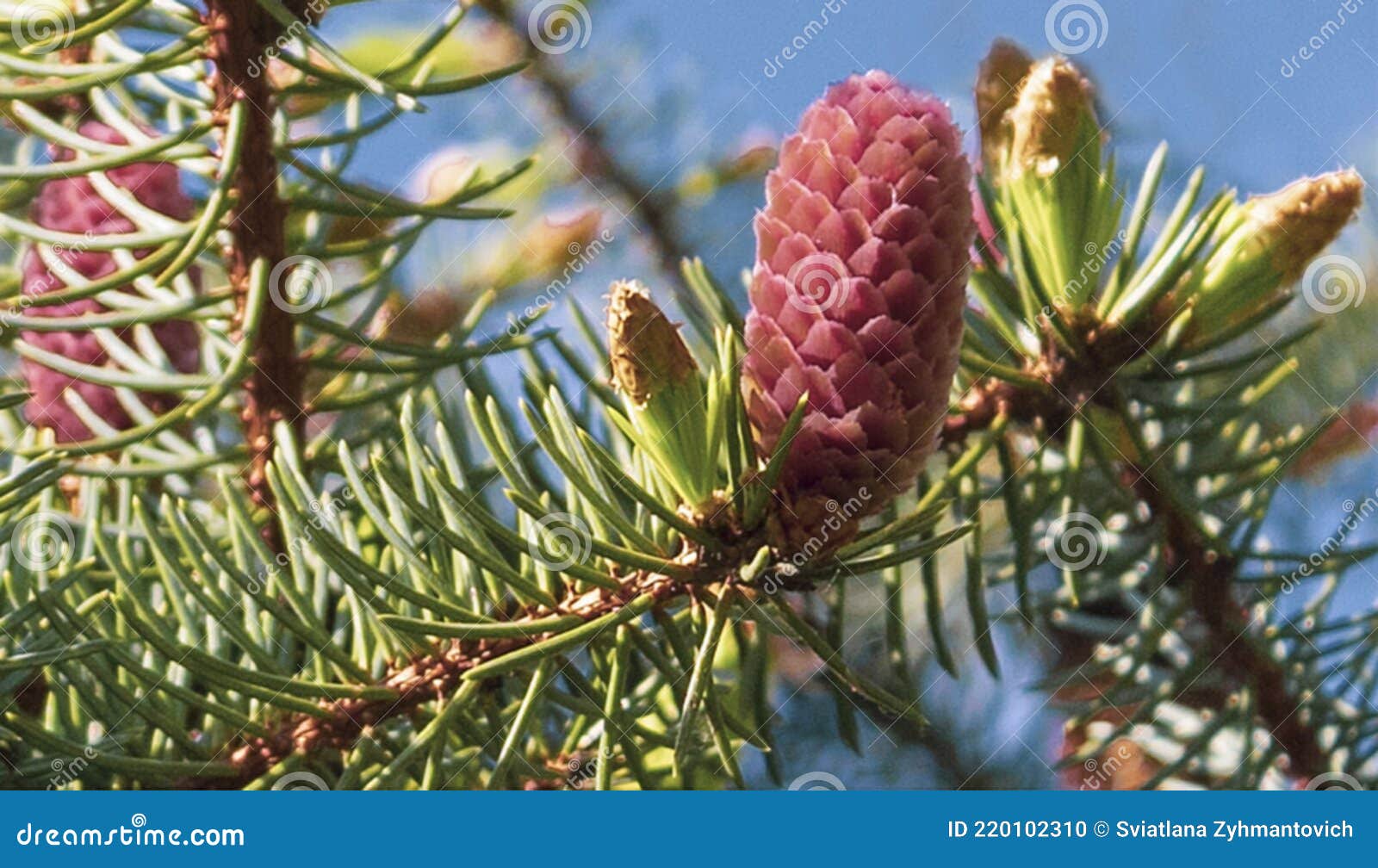 Spruce with Small Red Cones in Late Spring . Stock Photo - Image of ...