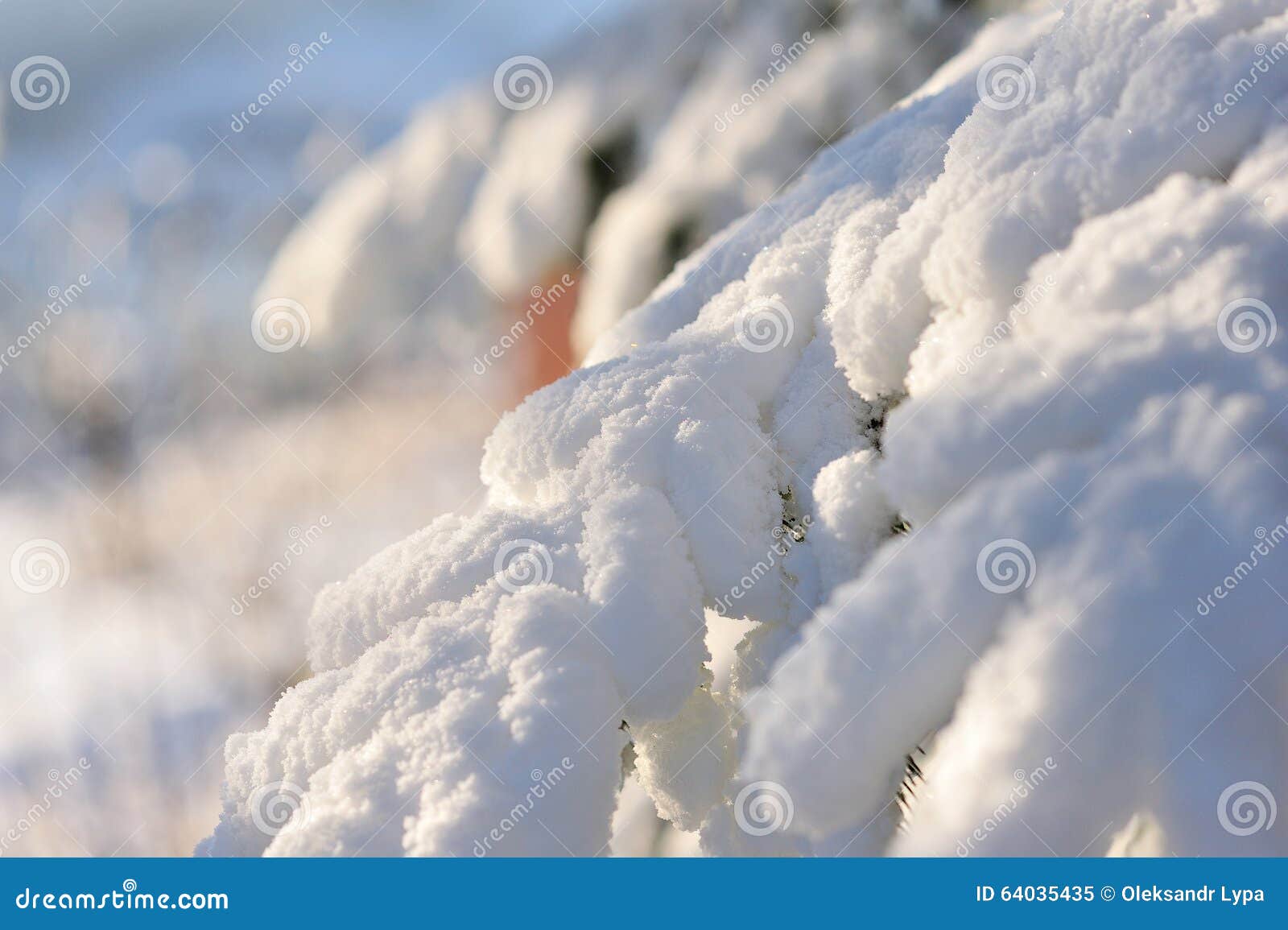 Spruce in snow stock image. Image of light, pine, branch - 64035435