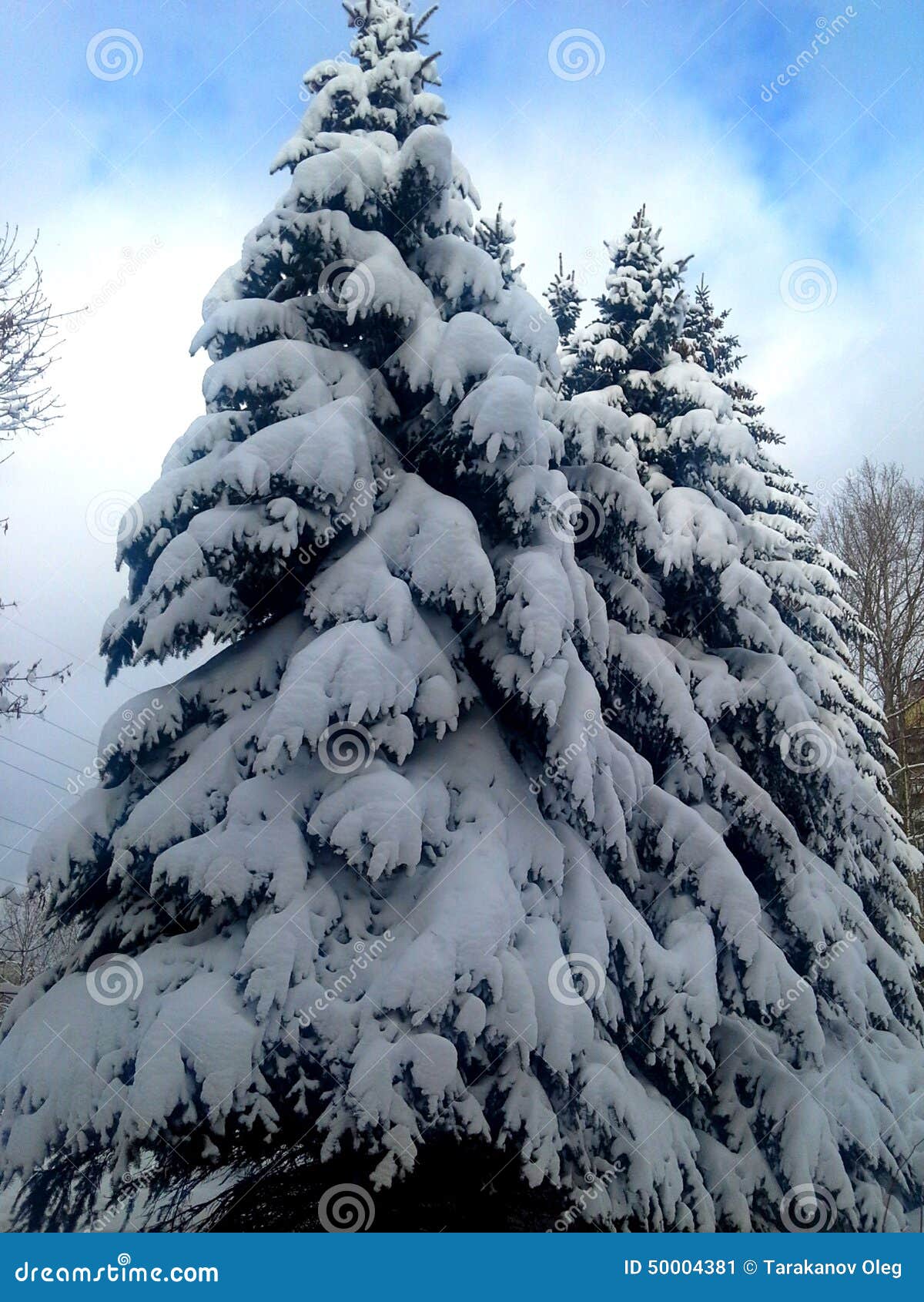 Spruce in the snow. stock image. Image of snow, cristmas - 50004381