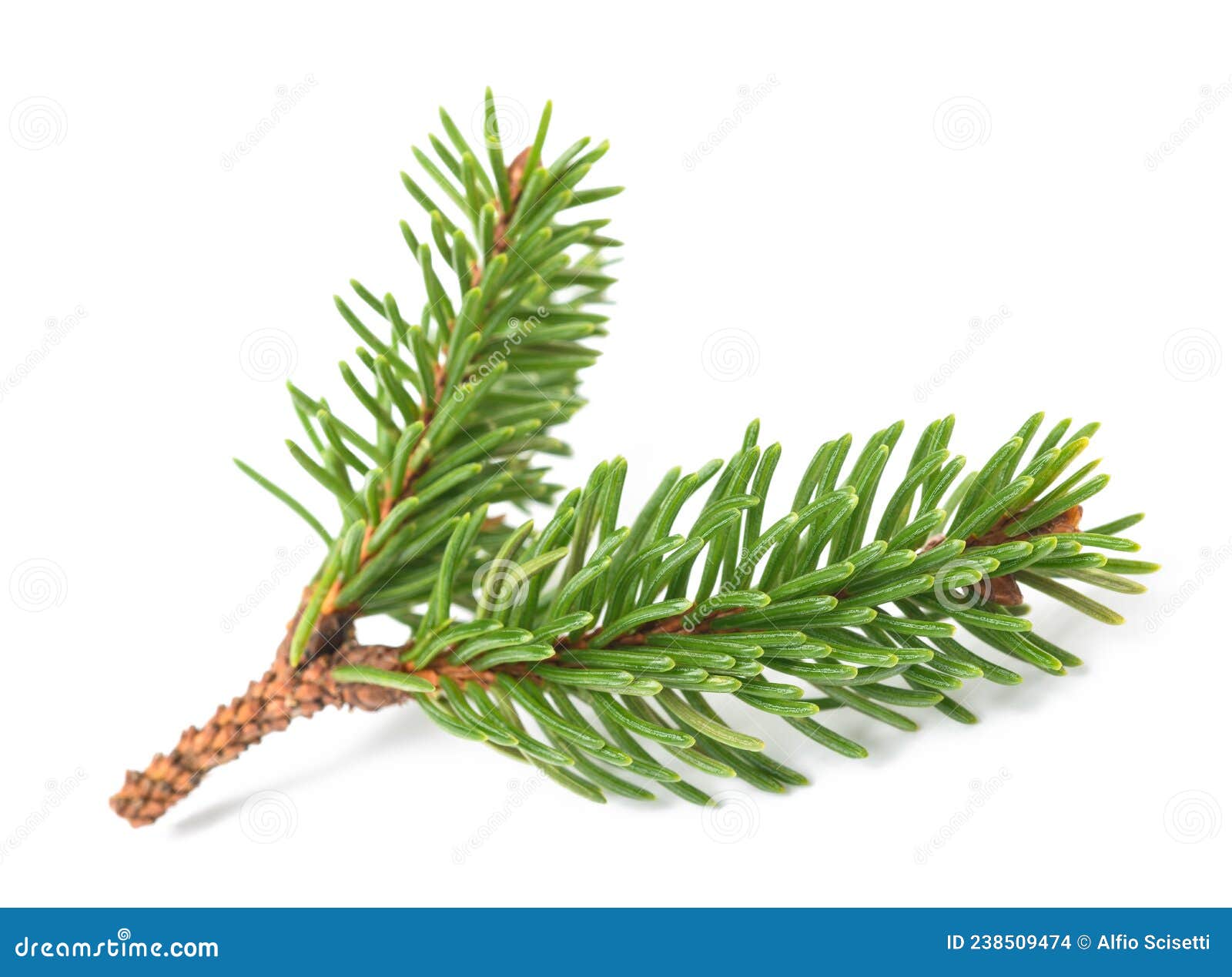 Spruce sprig stock photo. Image of needles, xmas, evergreen - 238509474