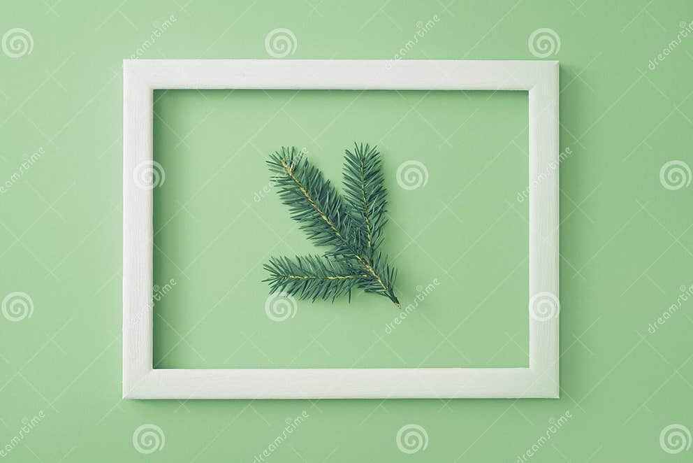 Spruce Sprig in White Frame. Picture Stock Photo - Image of card ...