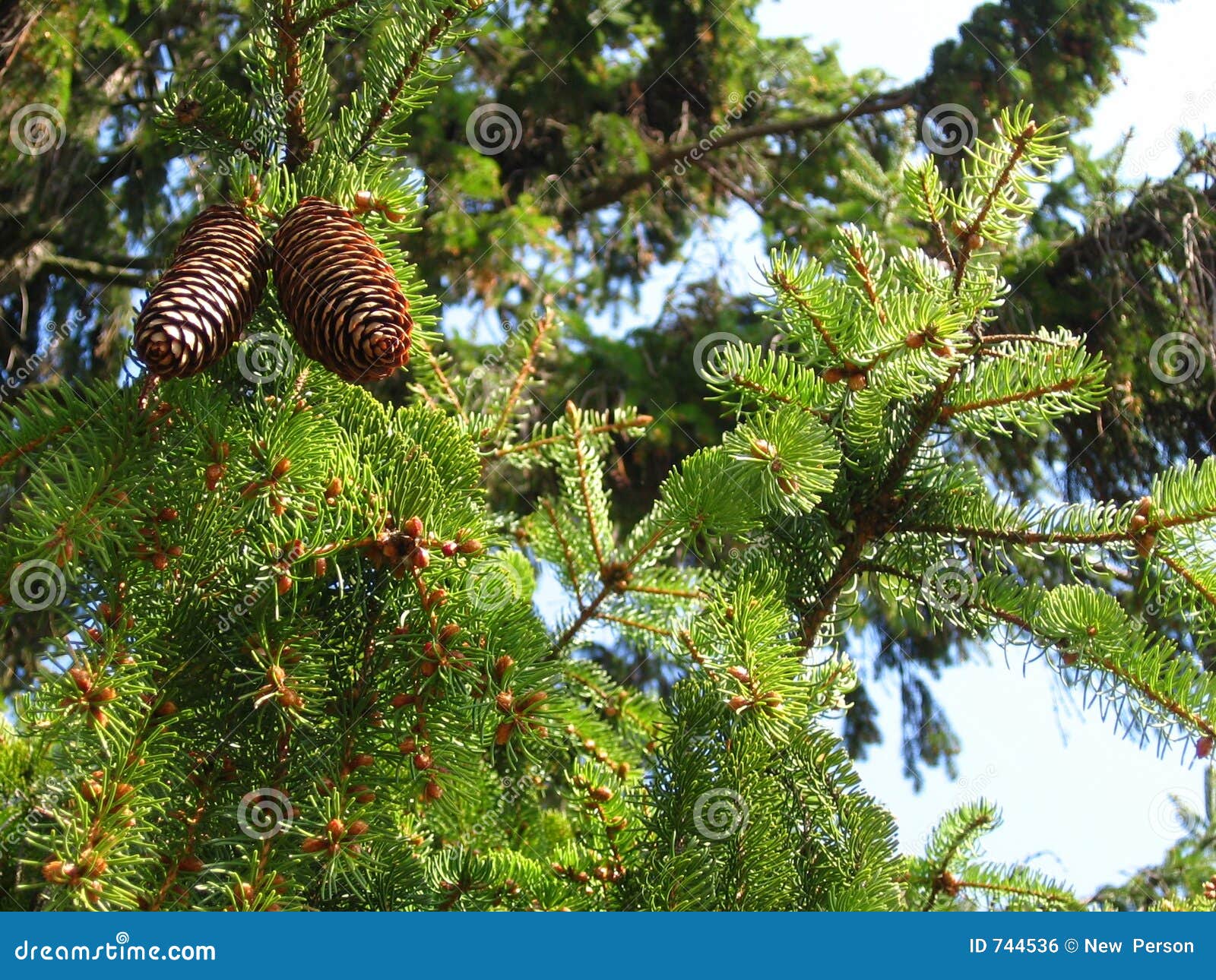 Spruce in spring stock photo. Image of flora, dried, abies - 744536