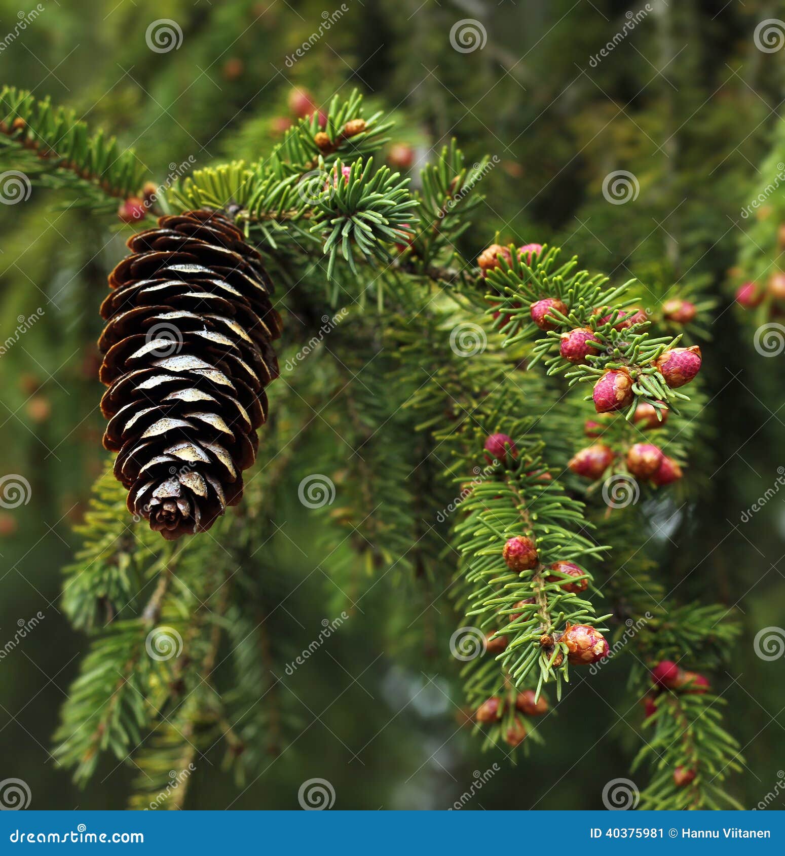 Spruce Spring Sprout Blossom Stock Image - Image of forest, blossom ...