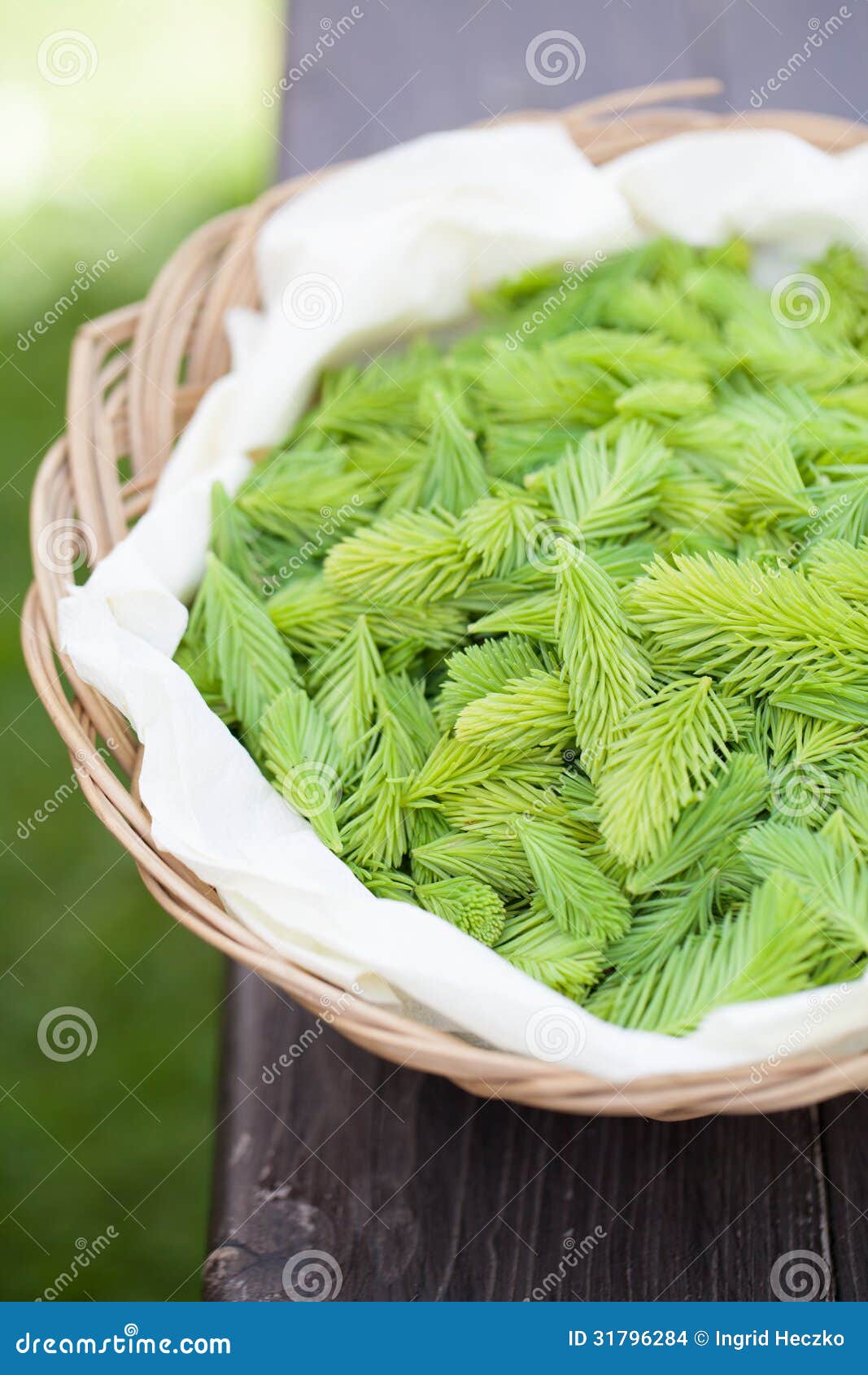 Spruce sprouts stock photo. Image of closeup, bright - 31796284