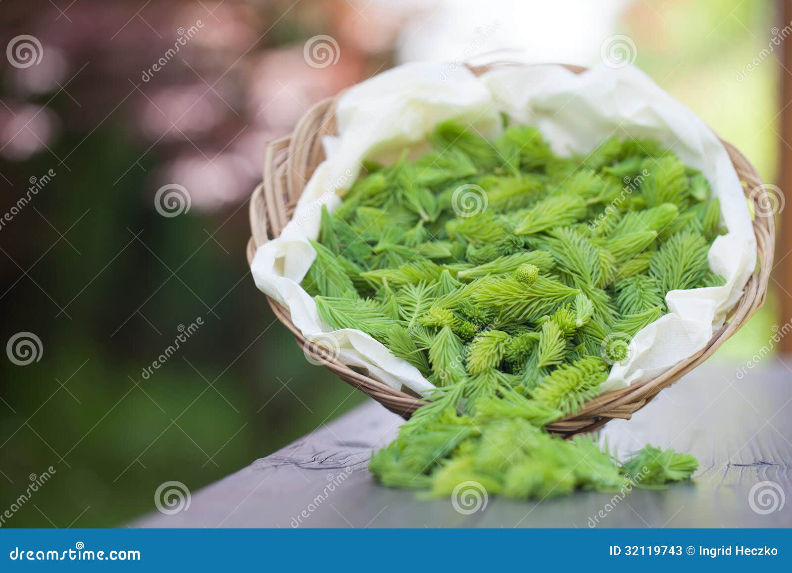 Spruce sprouts stock image. Image of picked, medicine - 32119743
