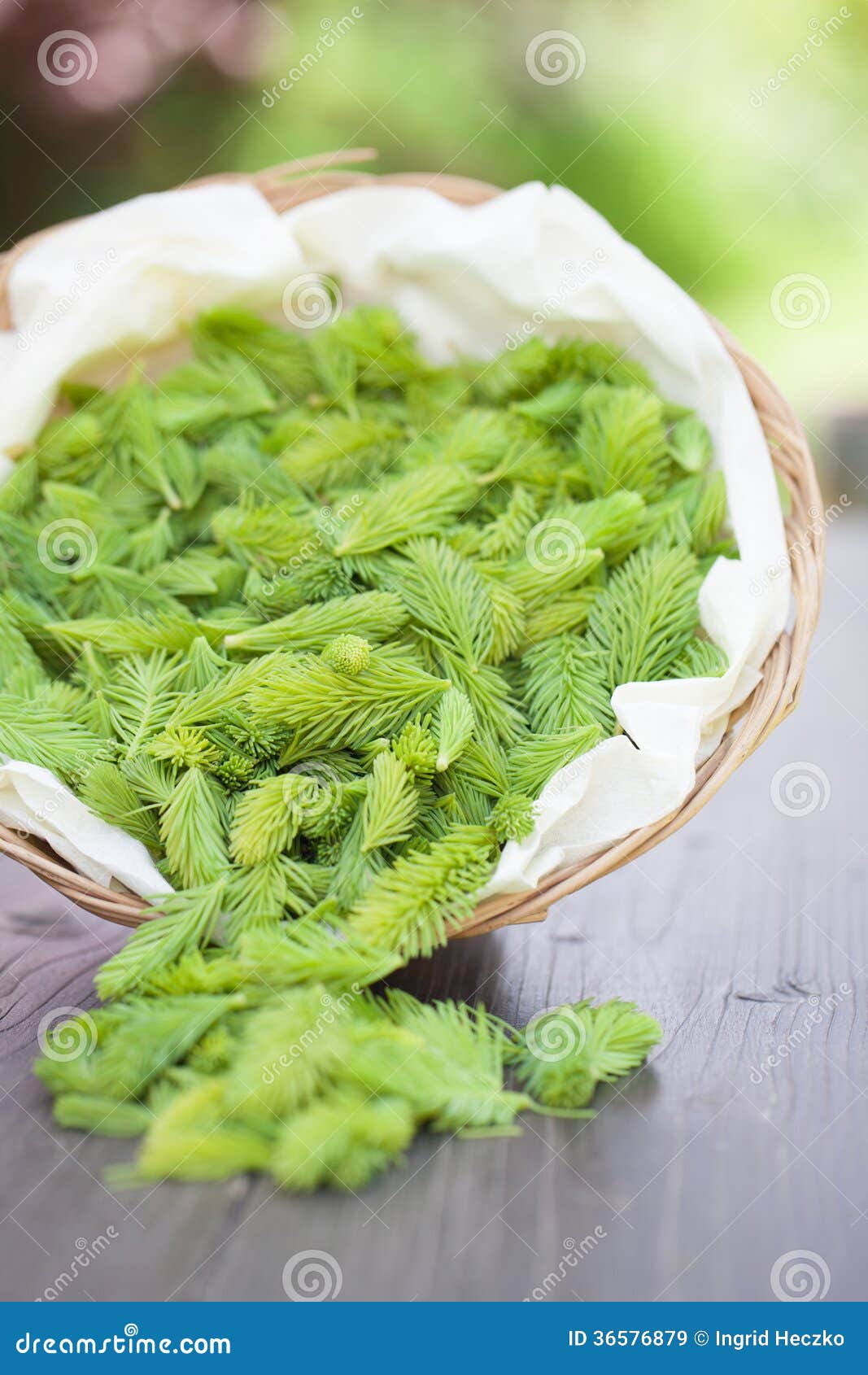 Spruce sprouts stock image. Image of making, needle, nature - 36576879
