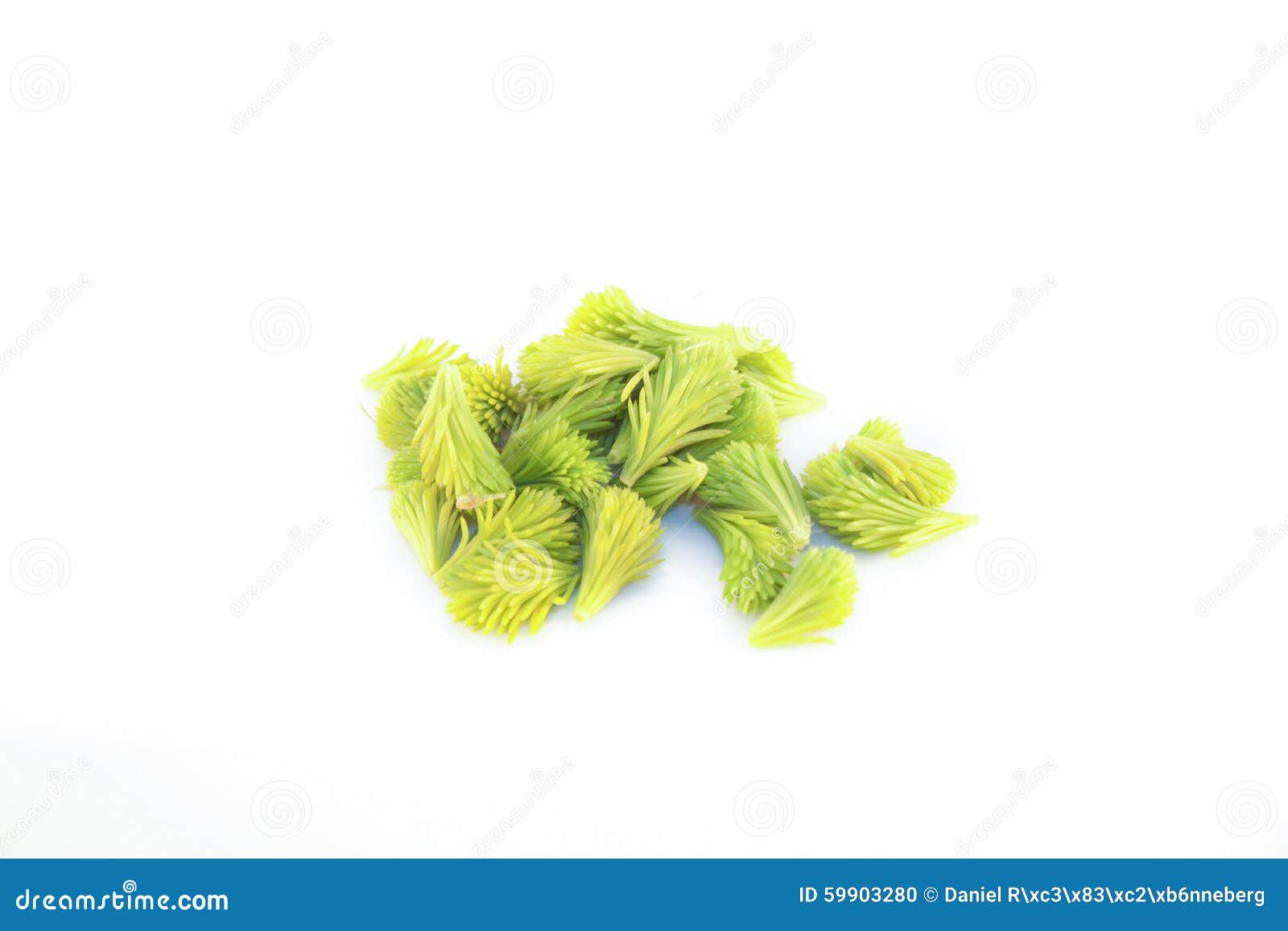 1,018 Needle Sprouts Stock Photos - Free & Royalty-Free Stock Photos ...