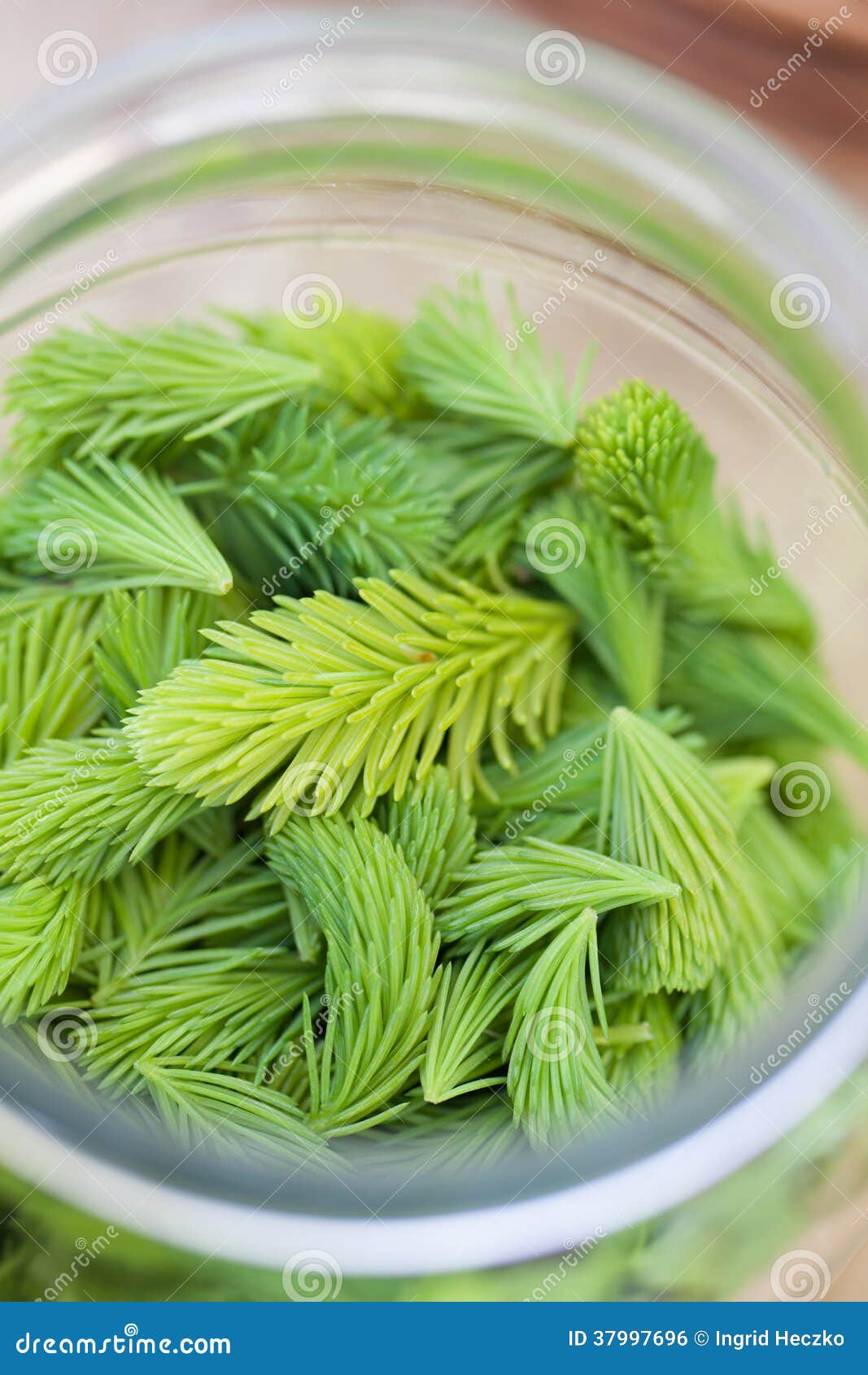 Spruce sprouts in a jar stock photo. Image of sprout - 37997696