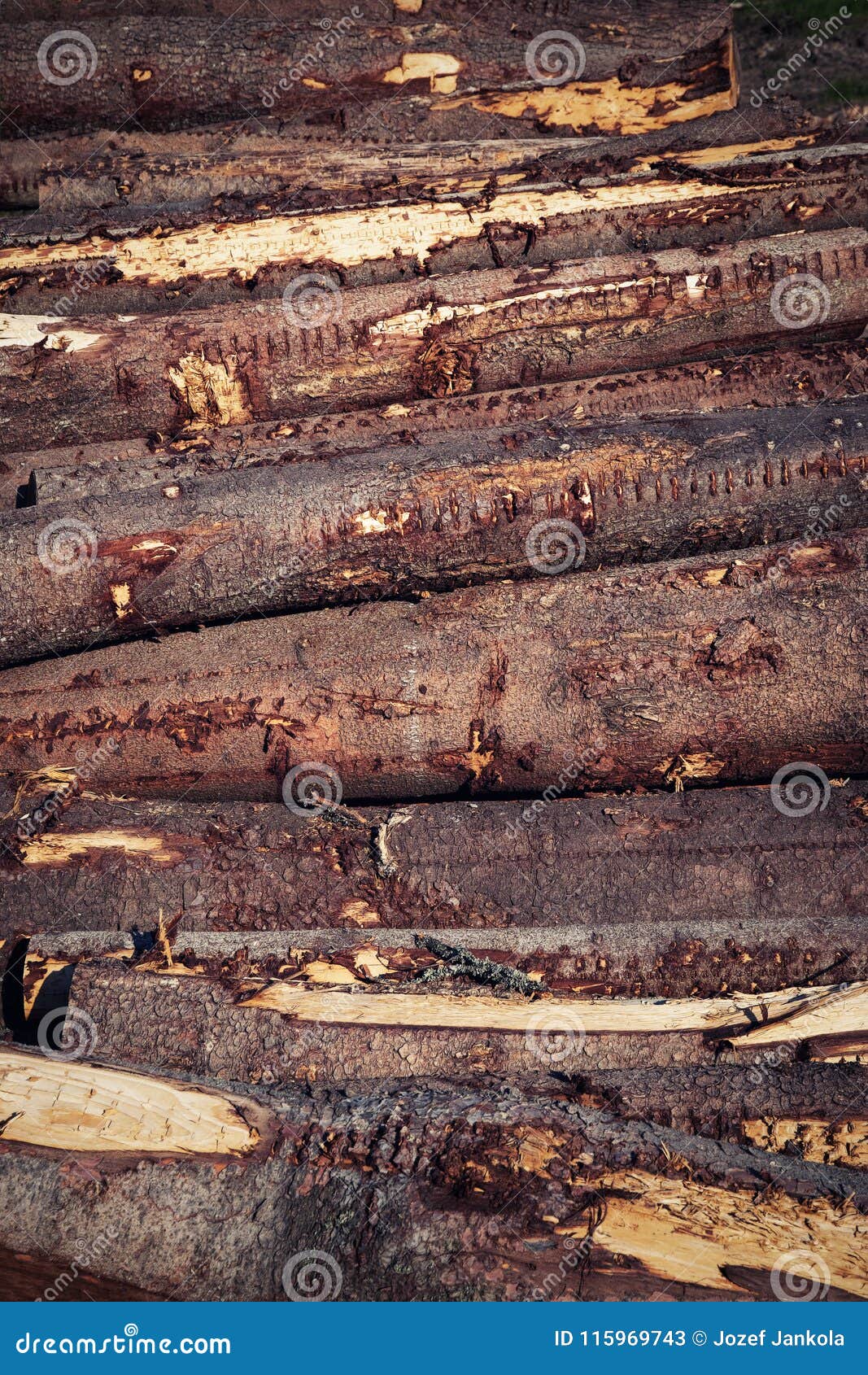 Spruce Strains in the Landfill Stock Image - Image of timber, natural ...