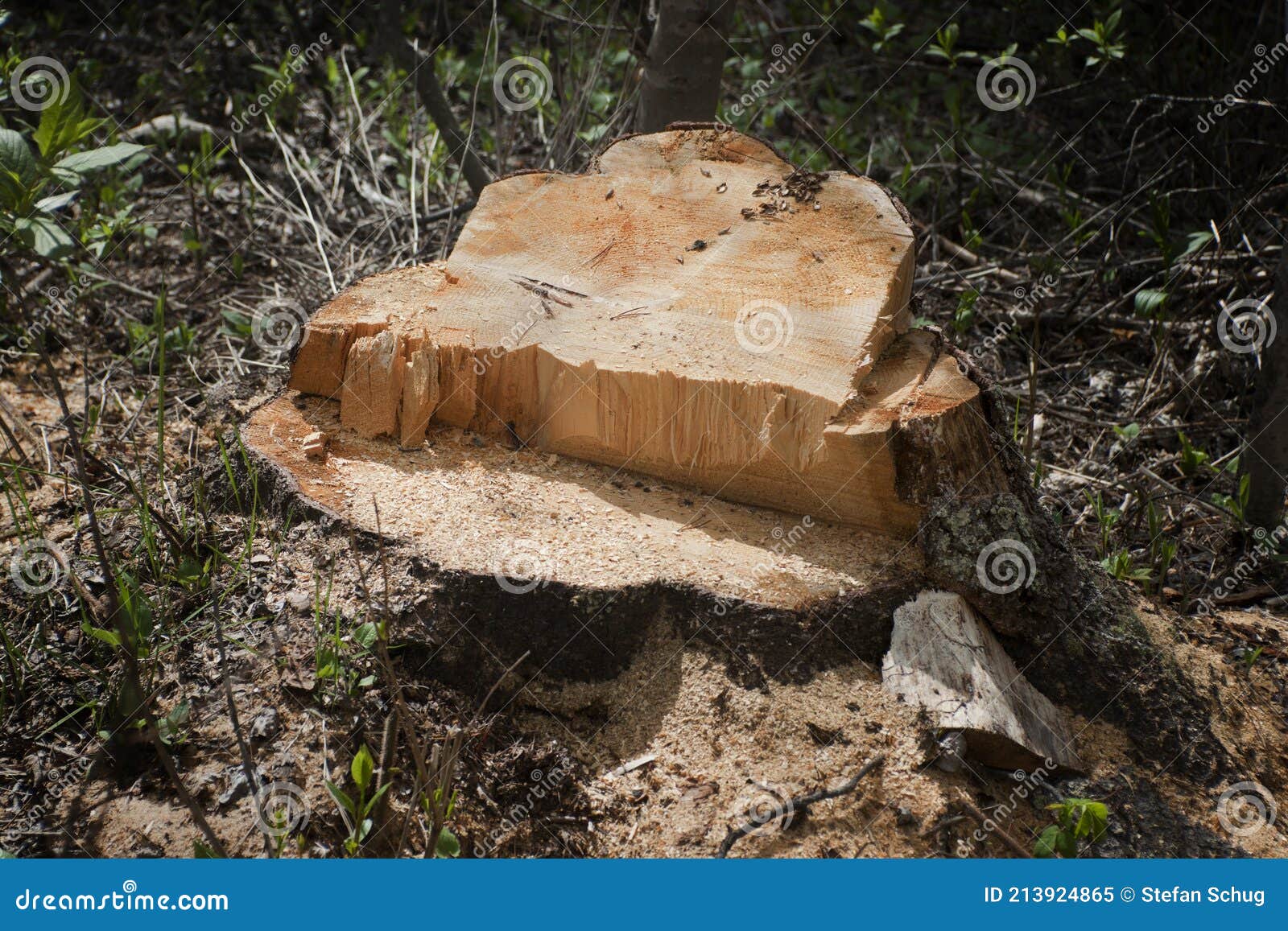 Spruce Stump - Fresh Cut - Falling Trees Stock Image - Image of fresh ...