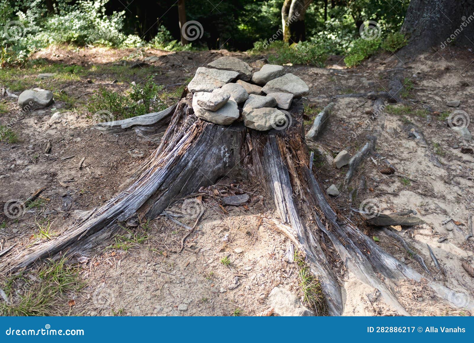 Spruce stump stock image. Image of forestry, lumber - 282886217