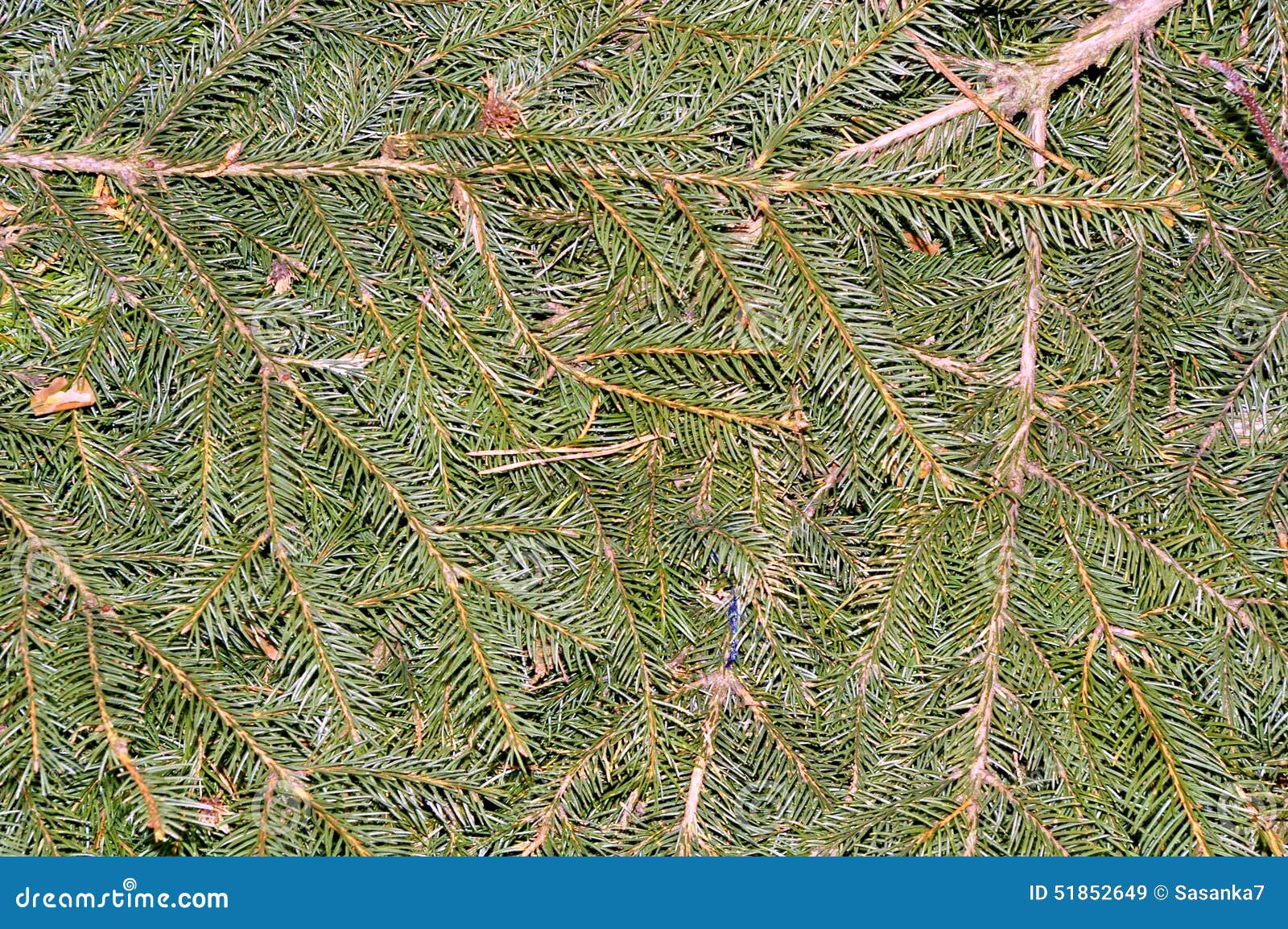 Spruce texture stock image. Image of outdoor, needle - 51852649