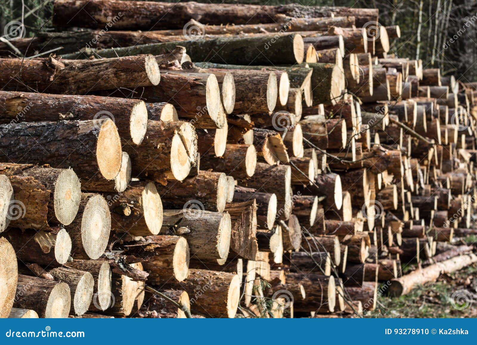 Spruce Timber Logging in the Forest. Folded Forest Stock Photo - Image ...