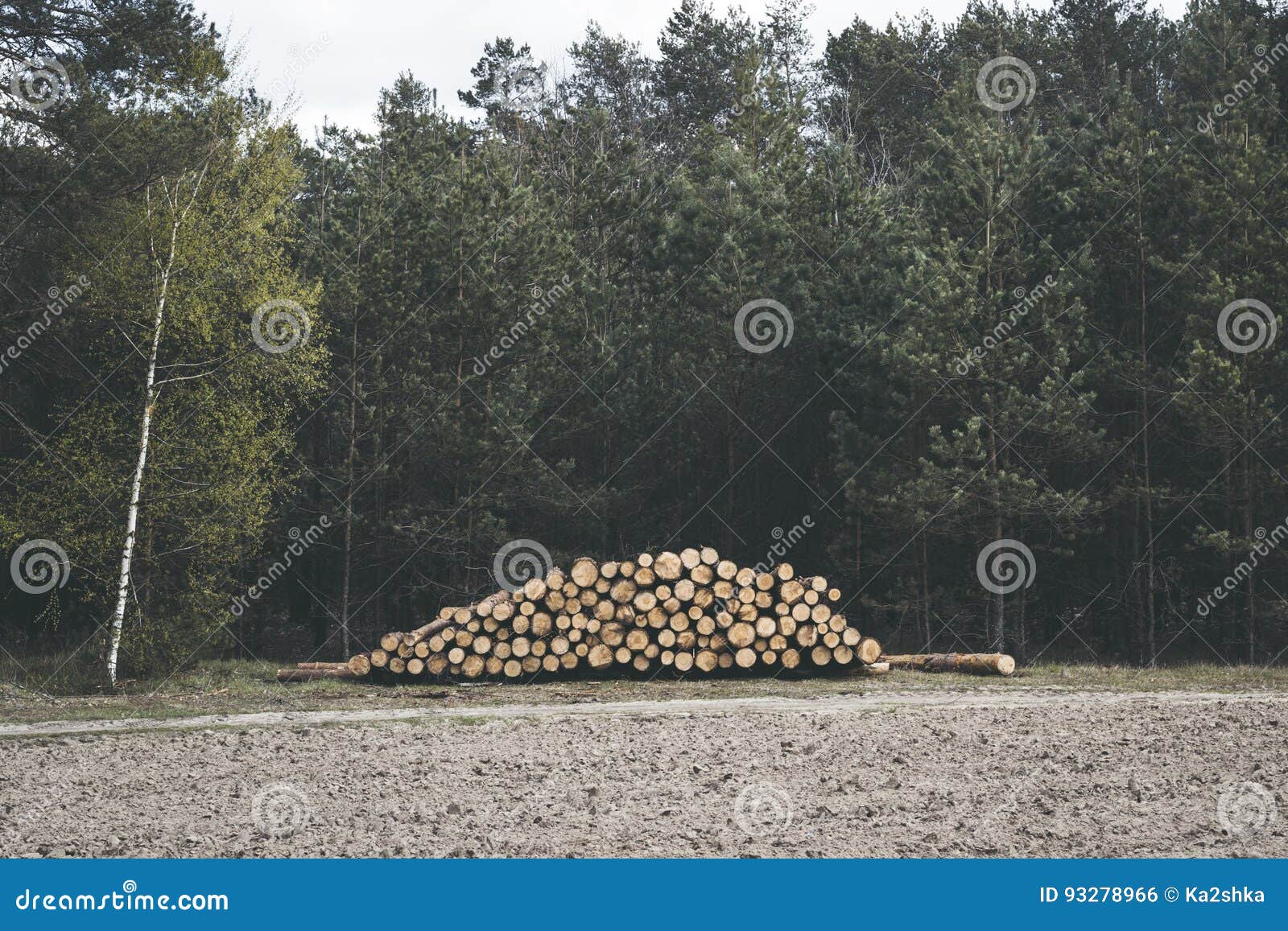 Spruce Timber Logging in the Forest. Folded Forest Stock Photo - Image ...