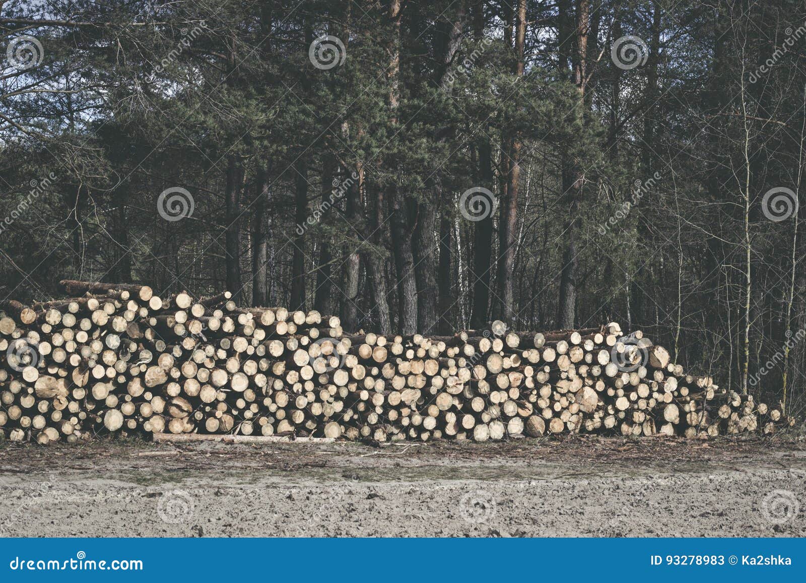 Spruce Timber Logging In The Forest. Folded Forest Royalty-Free Stock ...