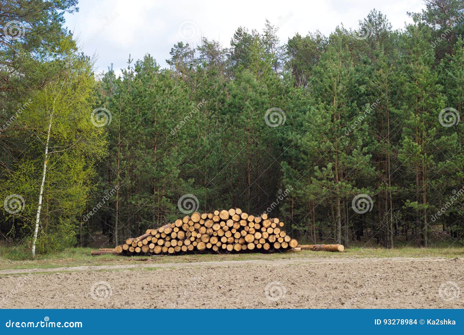 Spruce Timber Logging in the Forest. Folded Forest Stock Photo - Image ...