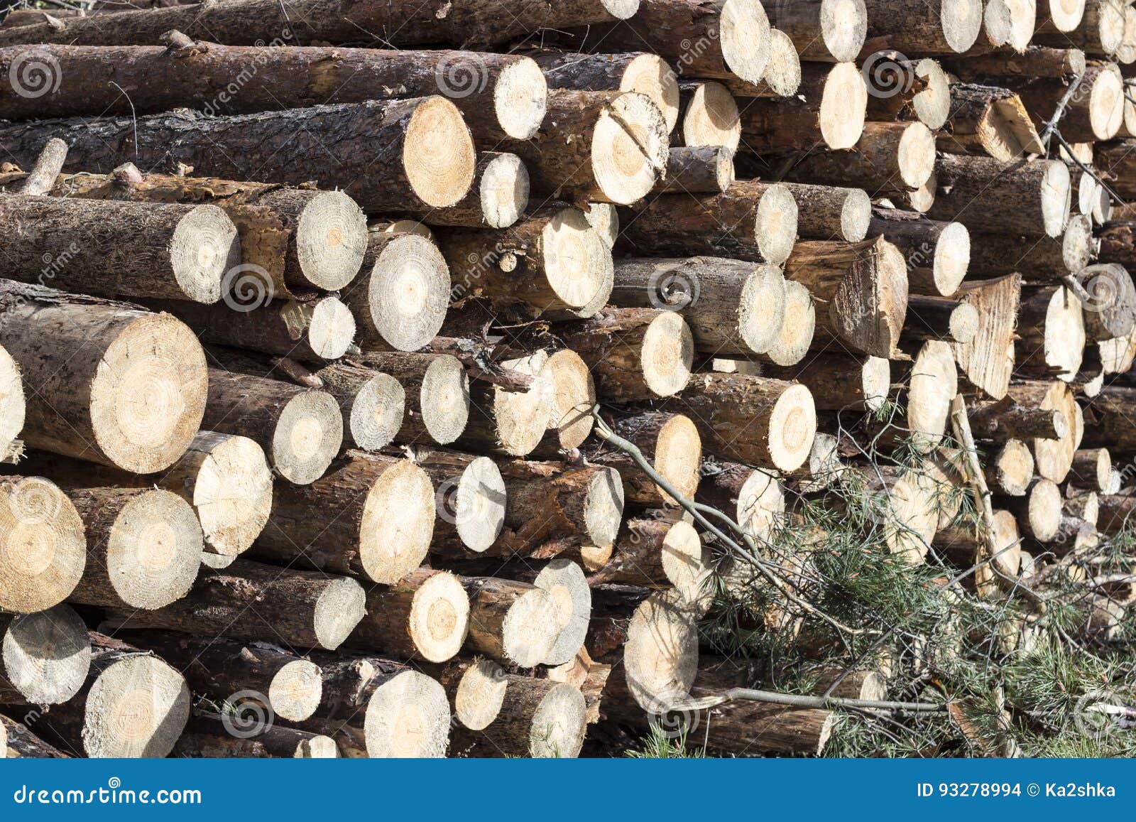 Spruce Timber Logging in the Forest. Folded Forest Stock Photo - Image ...