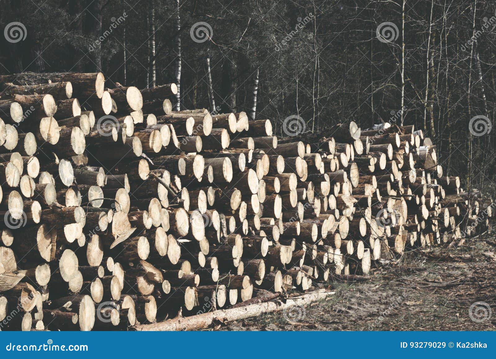 Spruce Timber Logging in the Forest. Folded Forest Stock Image - Image ...