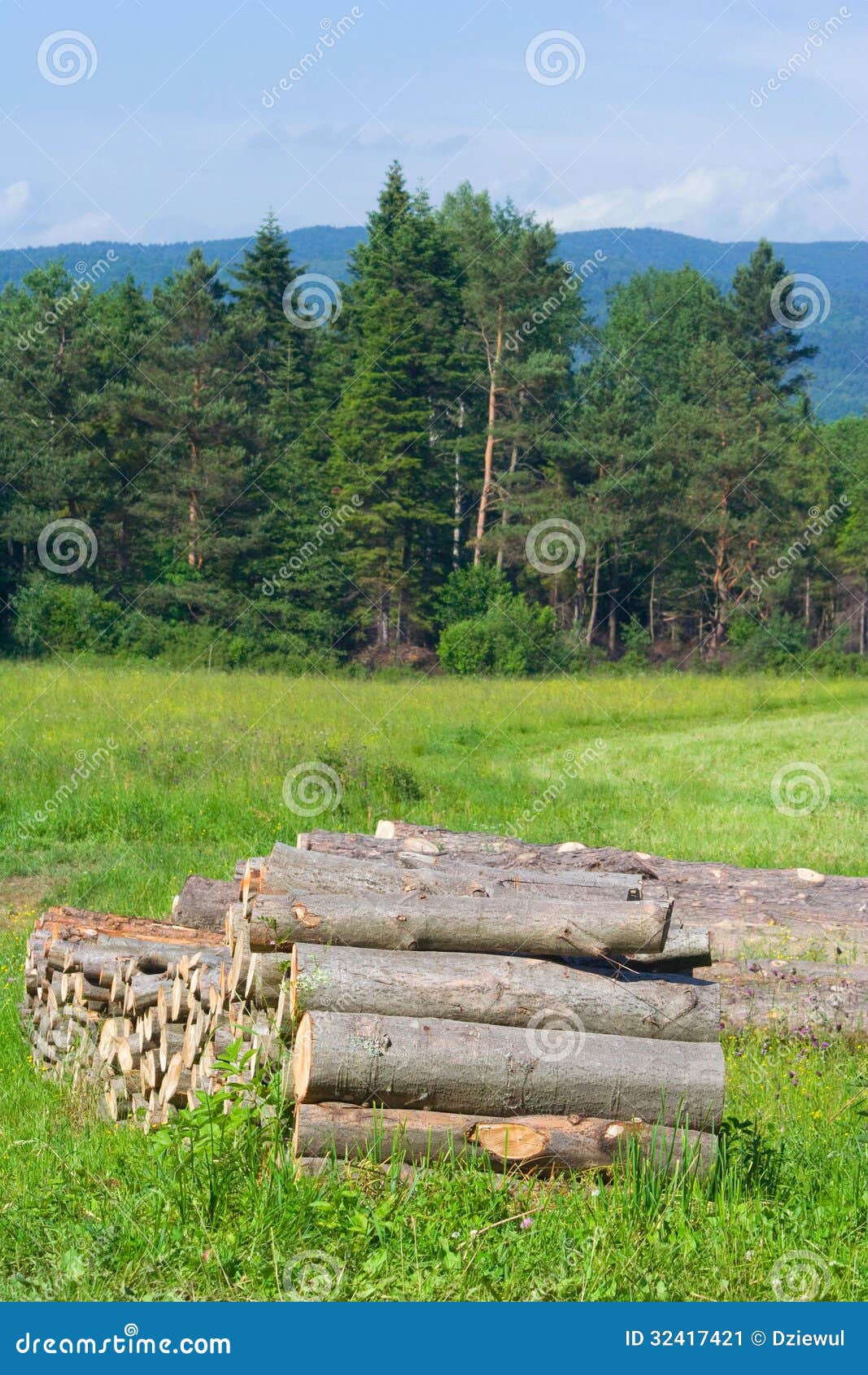 Spruce Timber Logging in Forest, Poland Stock Image - Image of ...