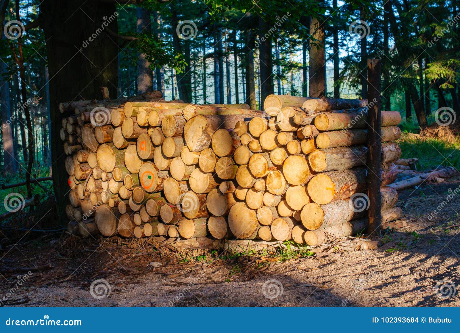 Spruce Timber Logging in Forest Stock Photo - Image of forestry, flora ...