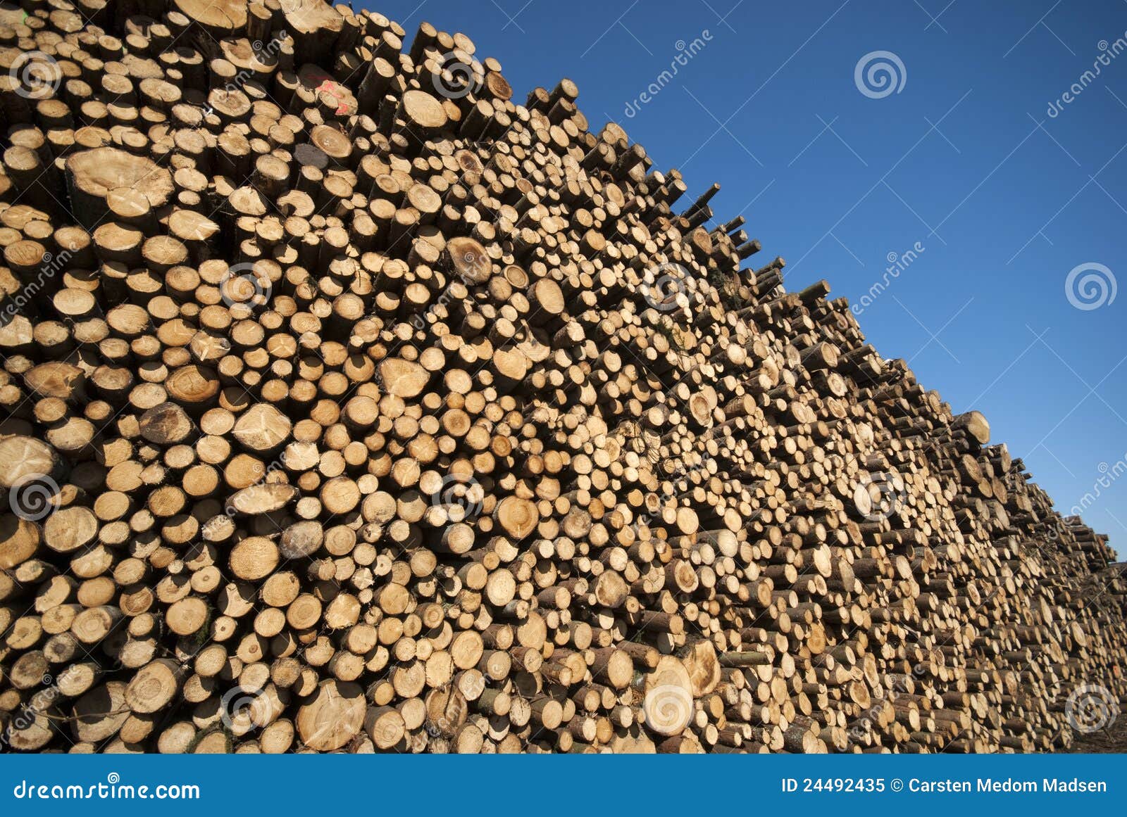Spruce timber logs stock image. Image of pattern, outdoors - 24492435