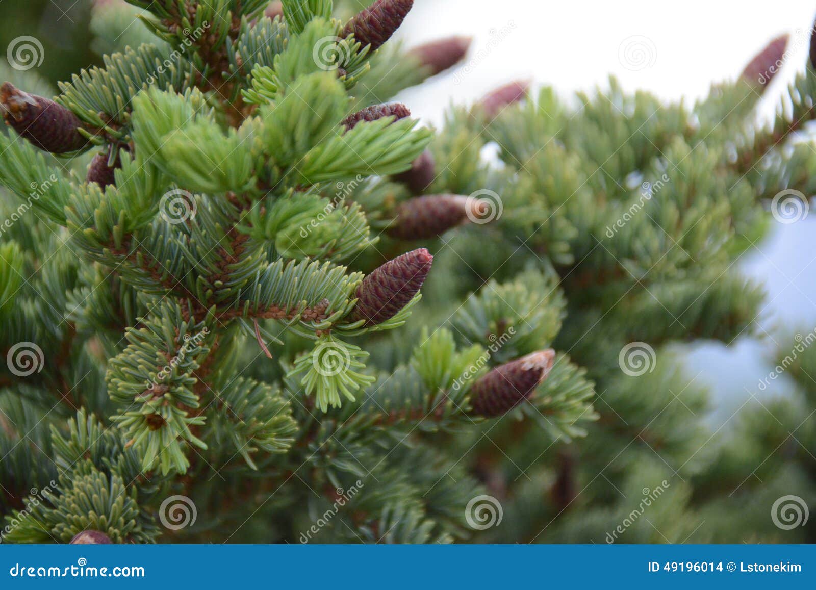 Spruce Tip Pine, Alaska stock photo. Image of alaska - 49196014