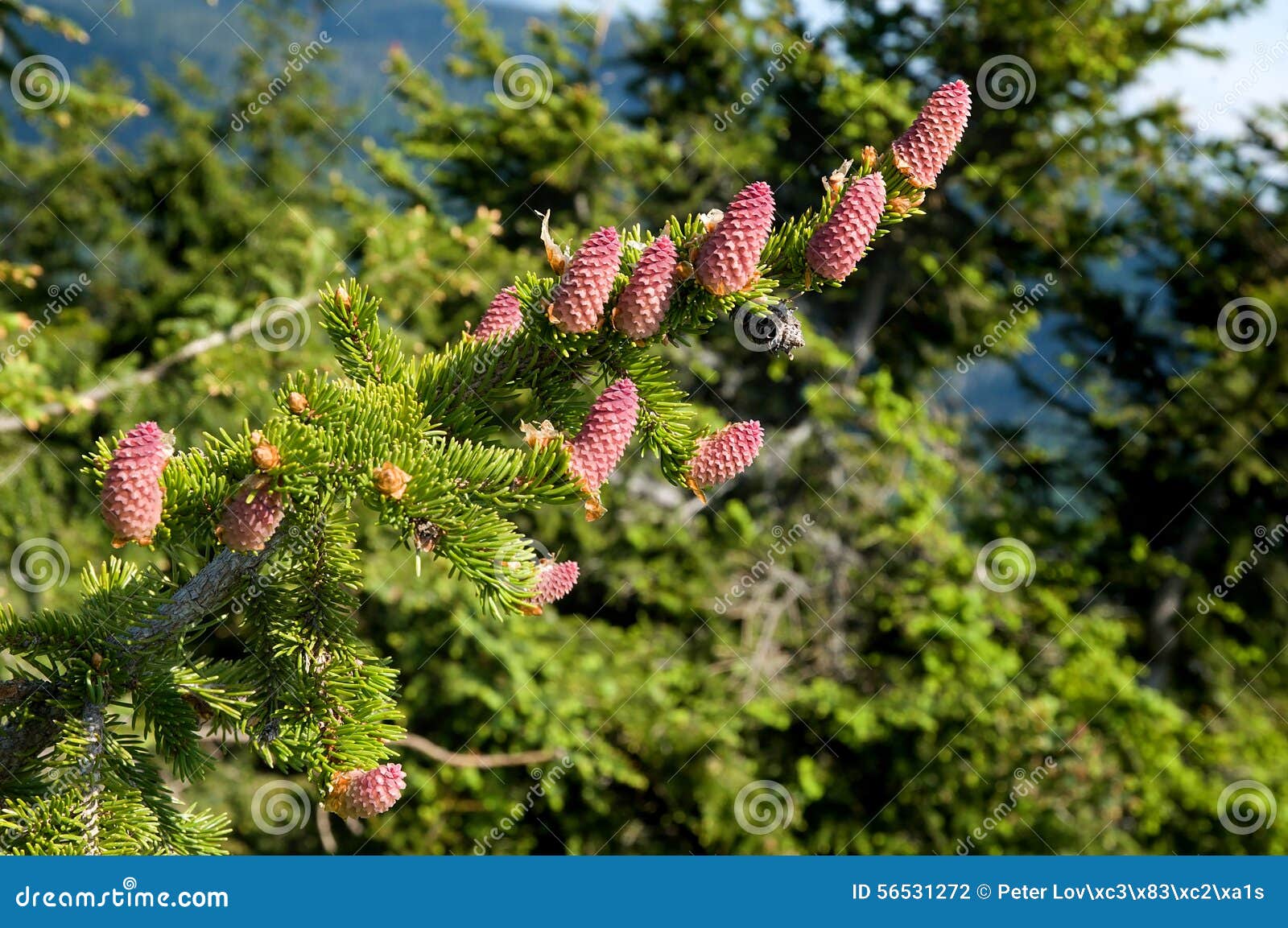 Spruce Tip Pine stock photo. Image of cones, plant, spotted - 56531272