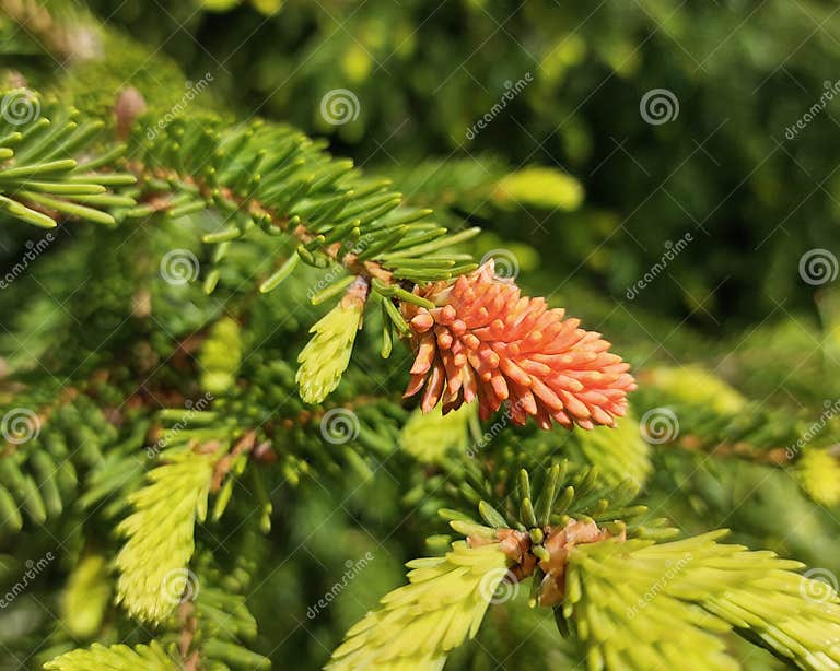 Spruce Tip Rust (Chrysomysa Species) Infection in a Spruce Tree Stock ...