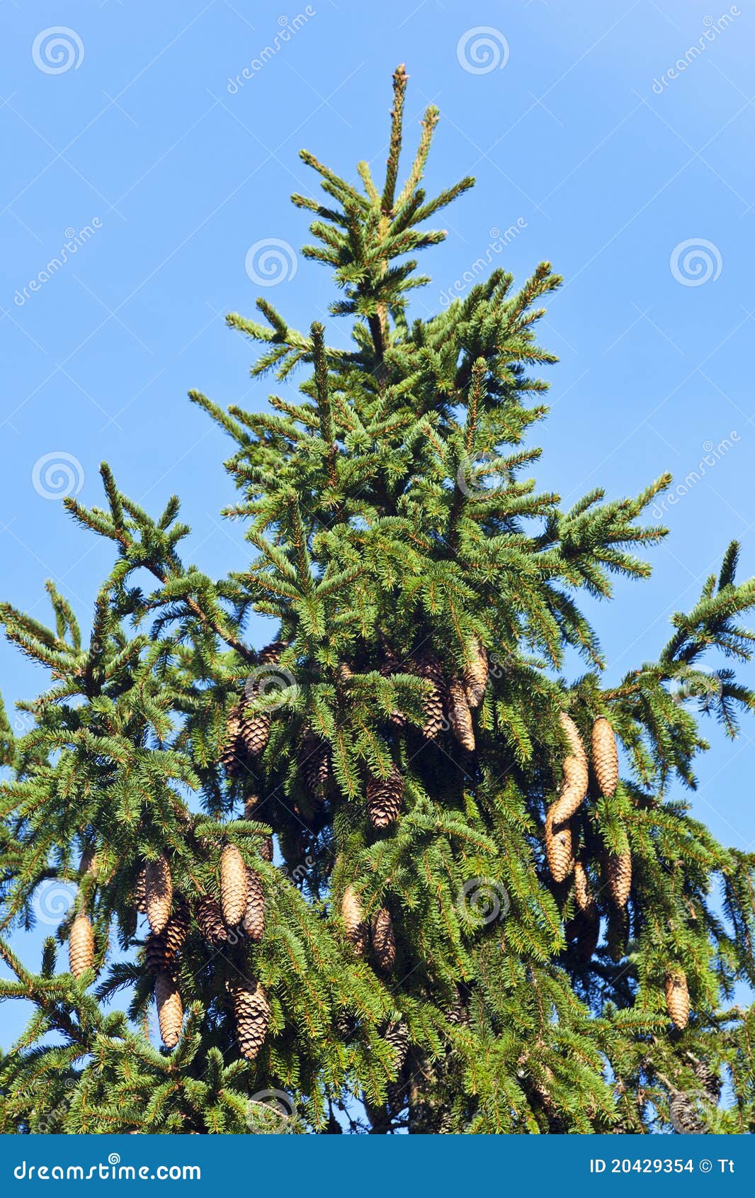 Spruce Top stock photo. Image of conifer, cloudless, evergreen - 20429354