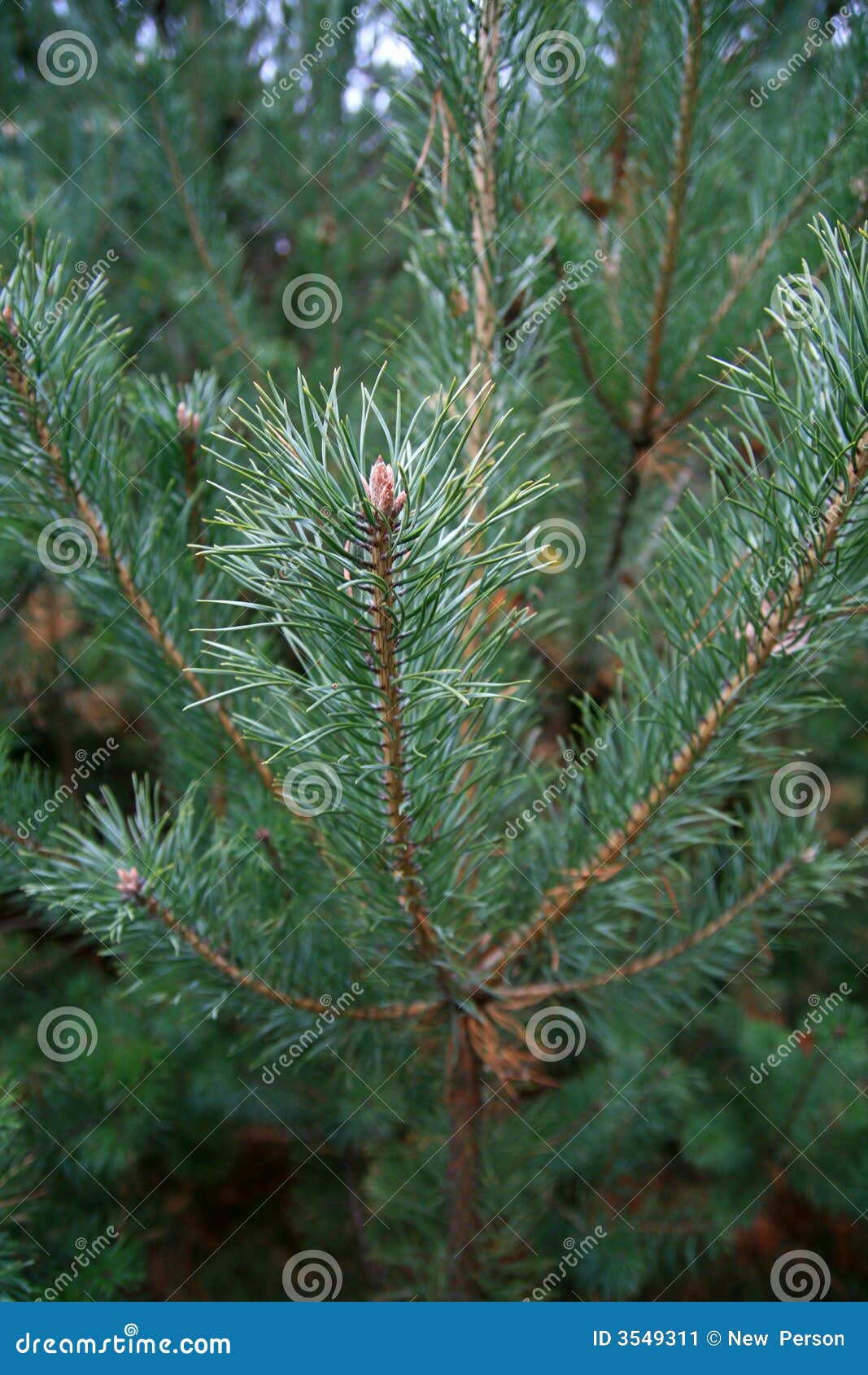 Spruce tree stock image. Image of natural, abies, traditional - 3549311